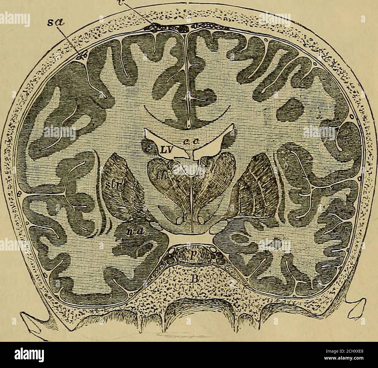 . Quain's elements of anatomy . d into the straight sinus, having ...