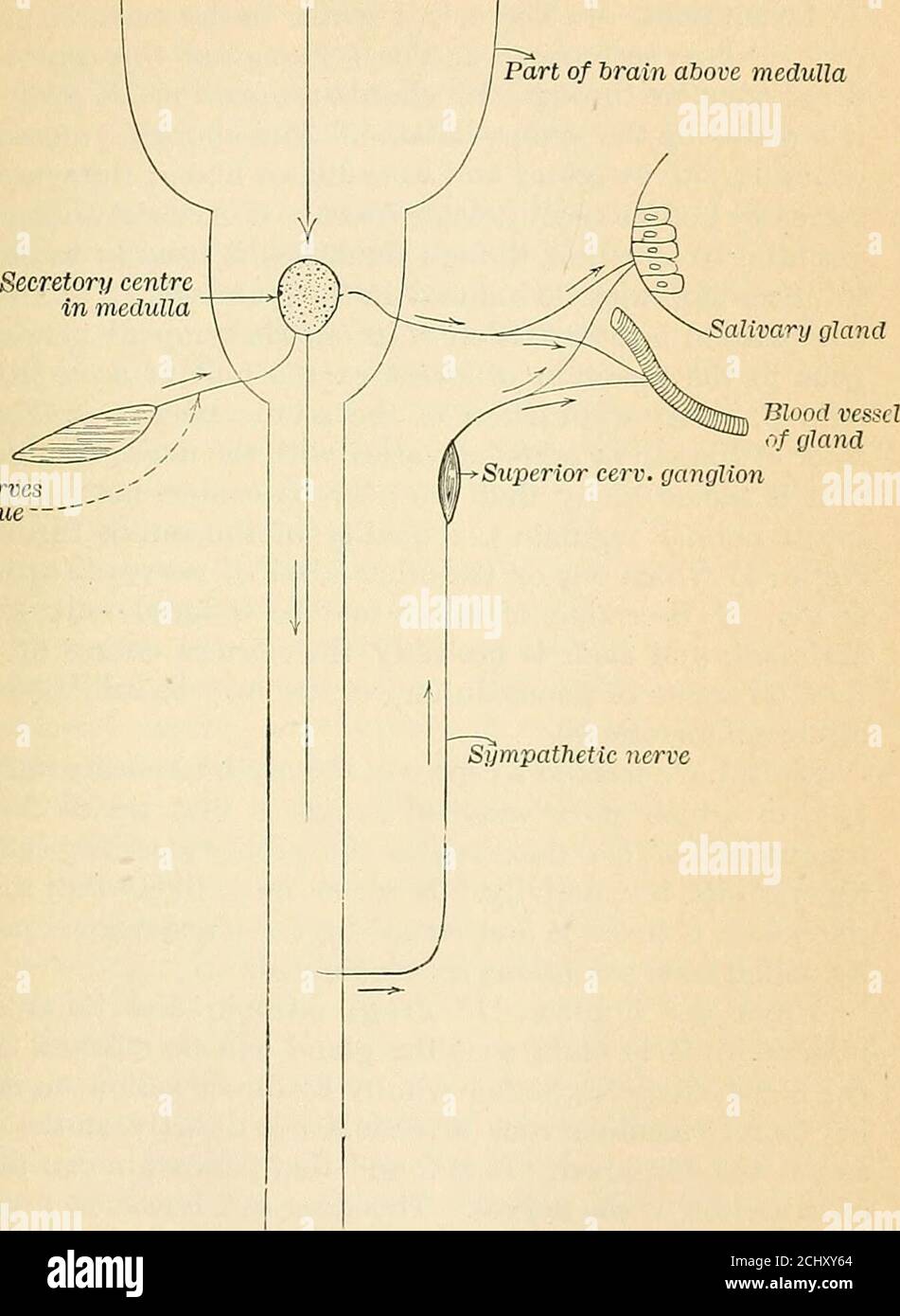Blood flow stimulation hi-res stock photography and images - Alamy