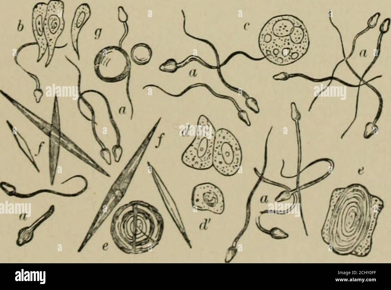 . A manual of clinical diagnosis by means of microscopical and chemical ...