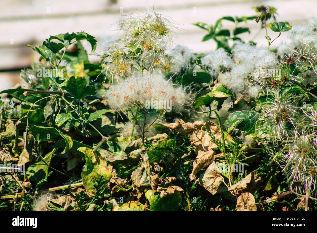 Closeup of wild plants growing in the French countryside in Autumn ...