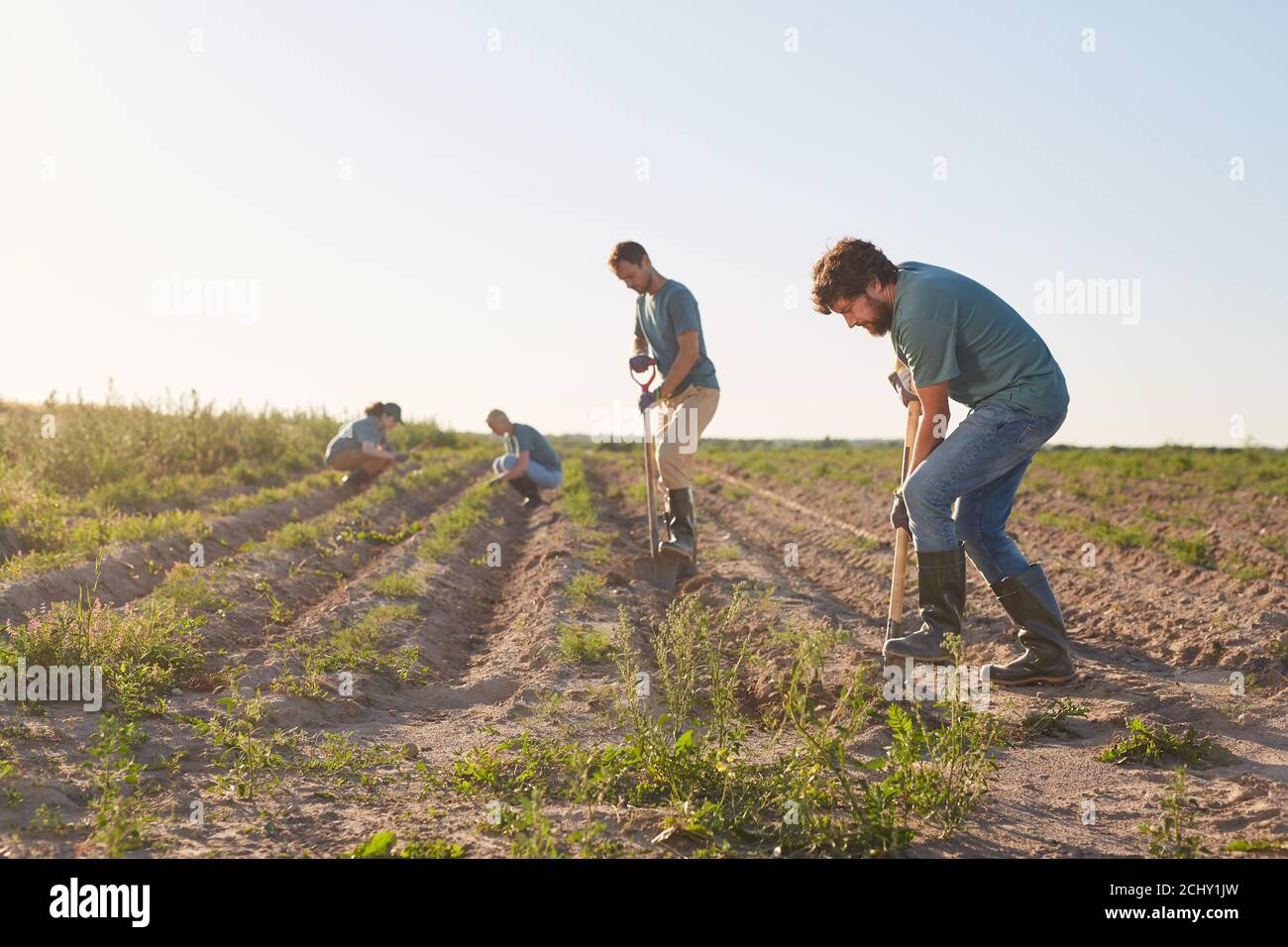 Wide angle view at workers digging soil with shovels and planting crops ...