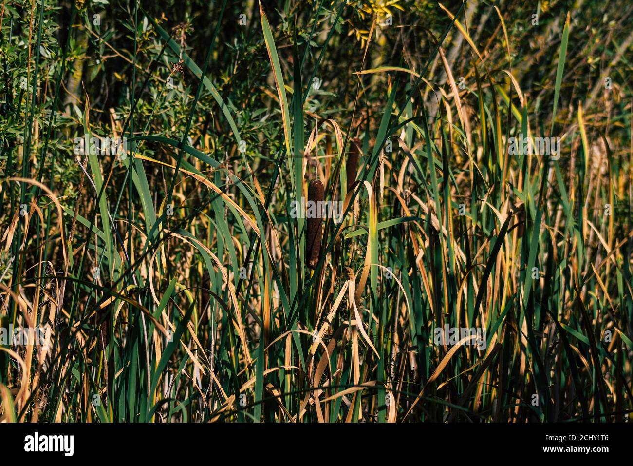 Closeup of wild water plants growing in a pond in the French ...