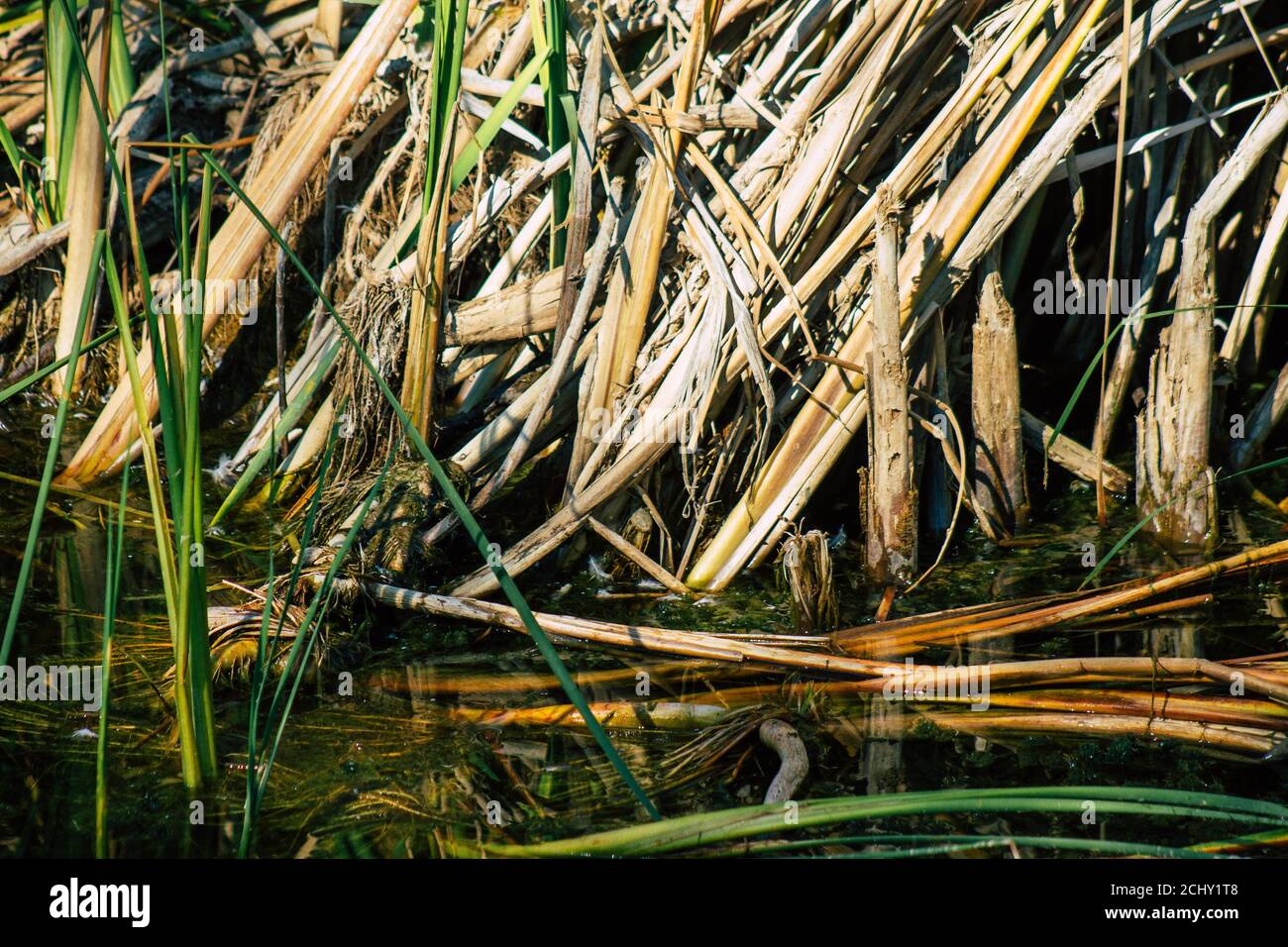 Closeup of wild water plants growing in a pond in the French ...