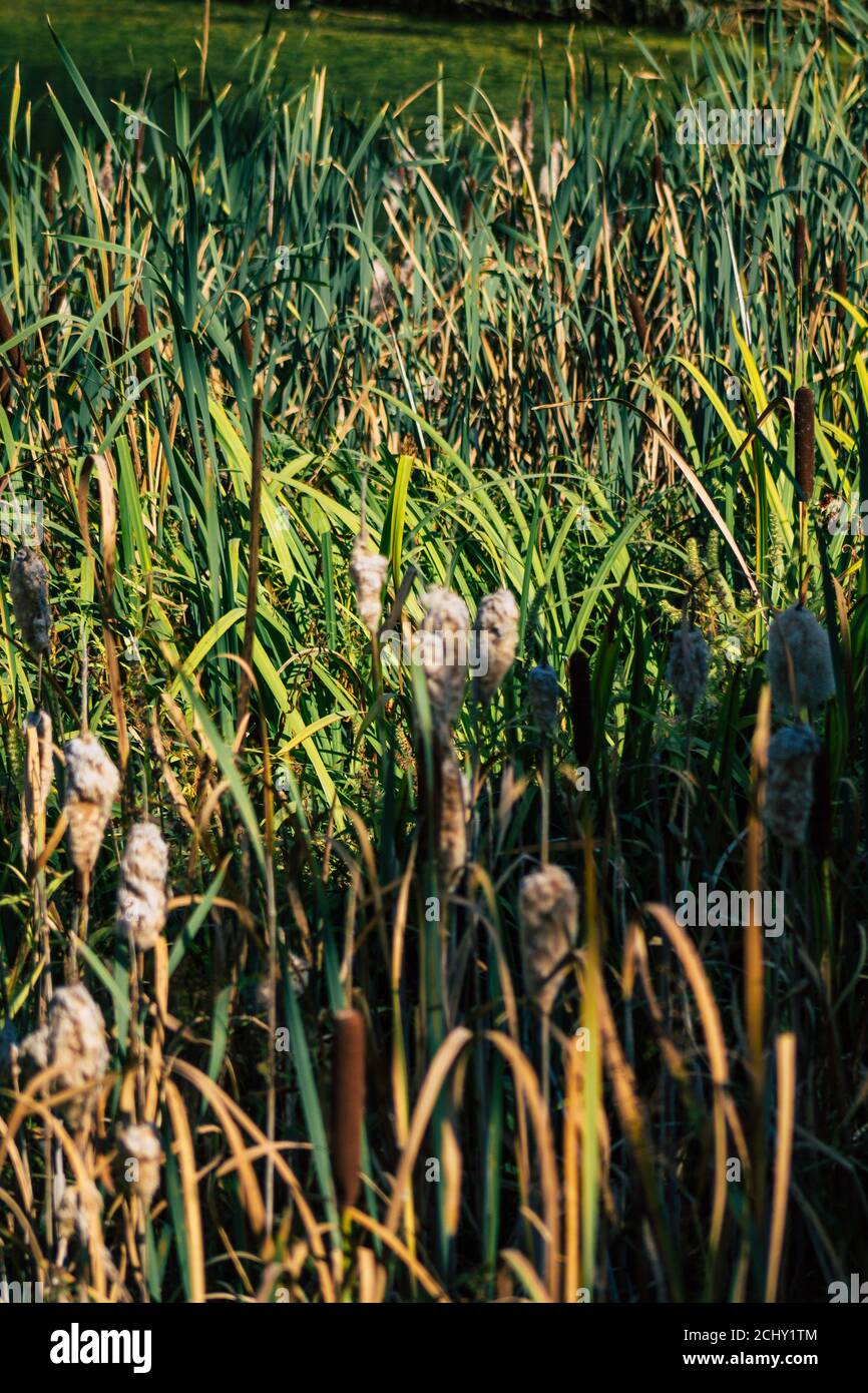 Closeup of wild water plants growing in a pond in the French ...