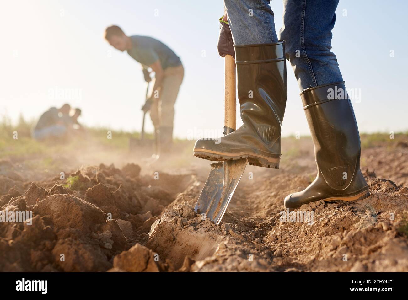 Side view closeup of unrecognizable workers digging soil with shovels ...