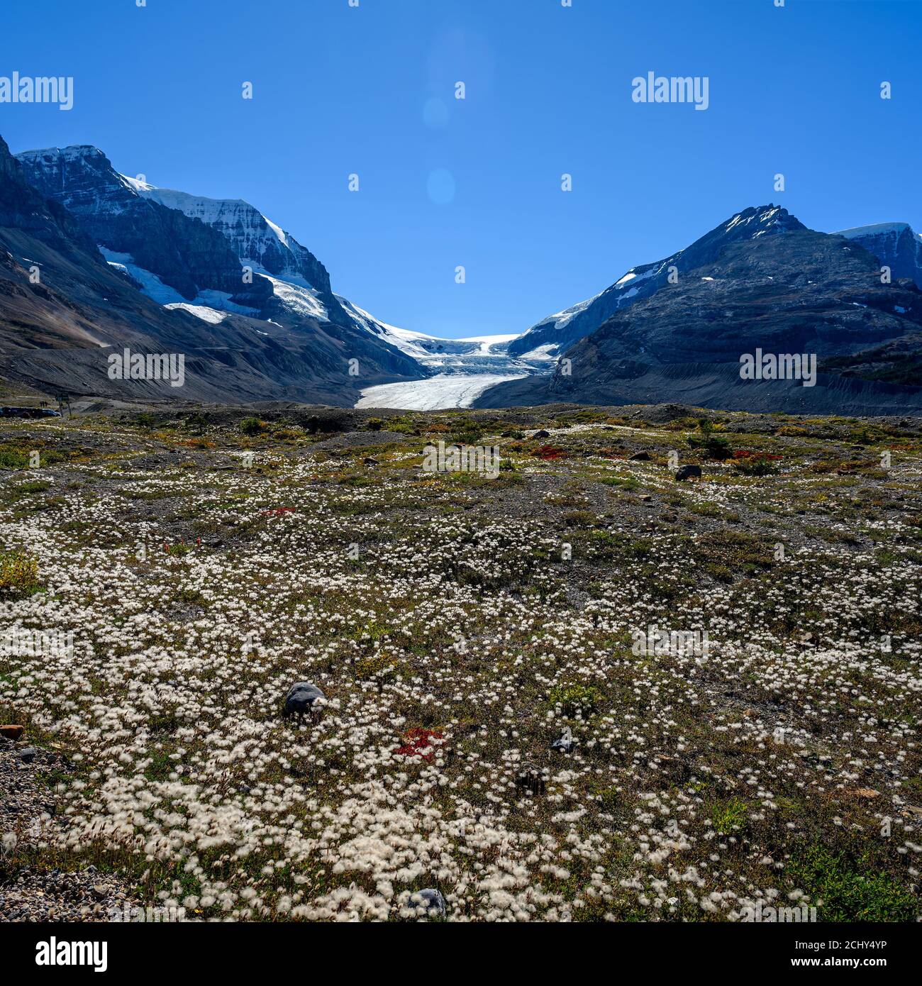 High alpine flora hi-res stock photography and images - Alamy