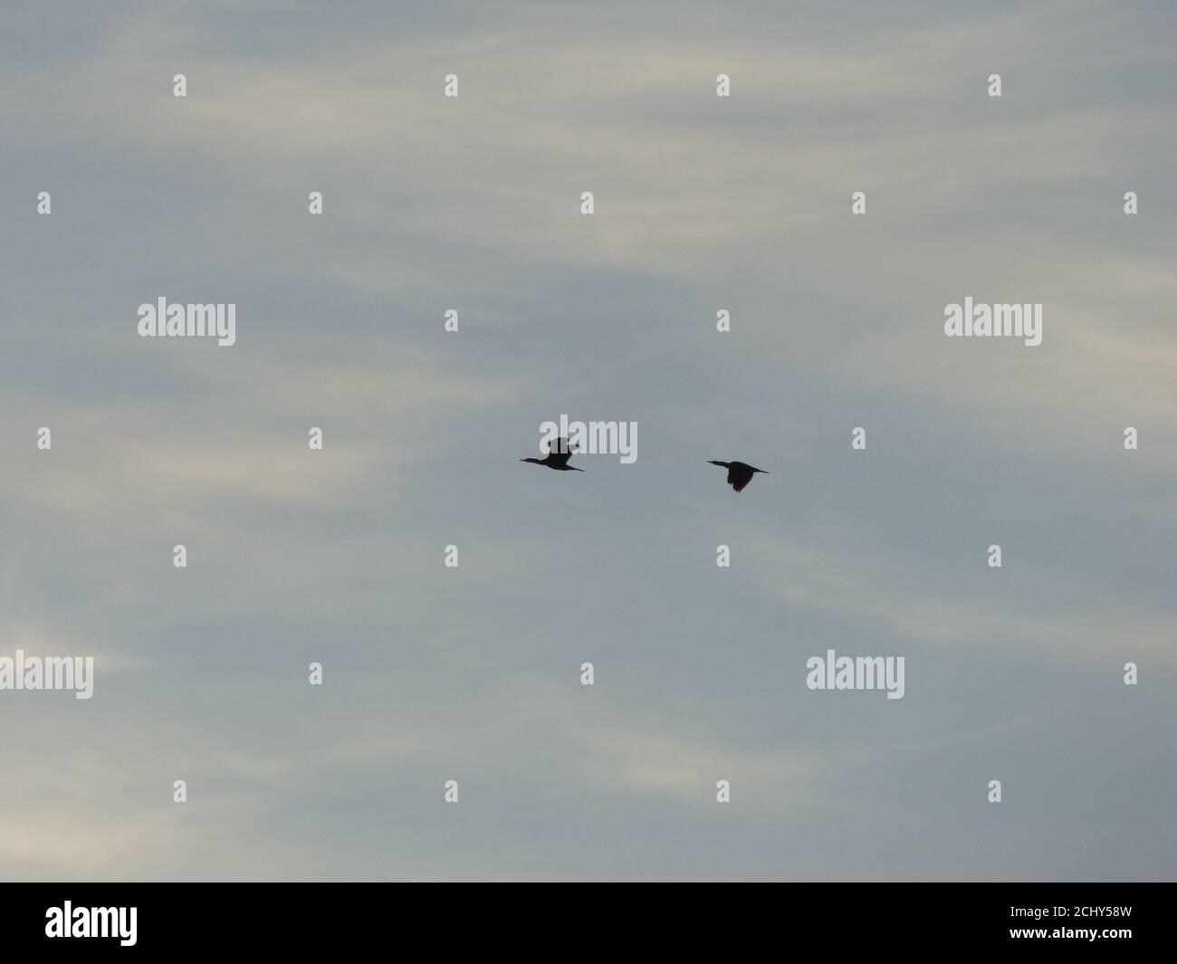 Closeup flying birds hi-res stock photography and images - Alamy