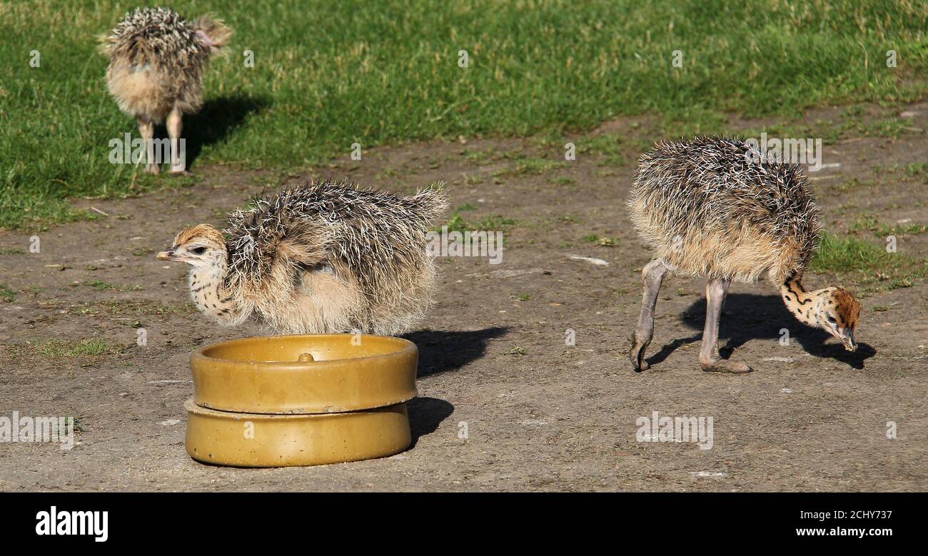 Closeup shot of ostrich chickens in the farm Stock Photo - Alamy