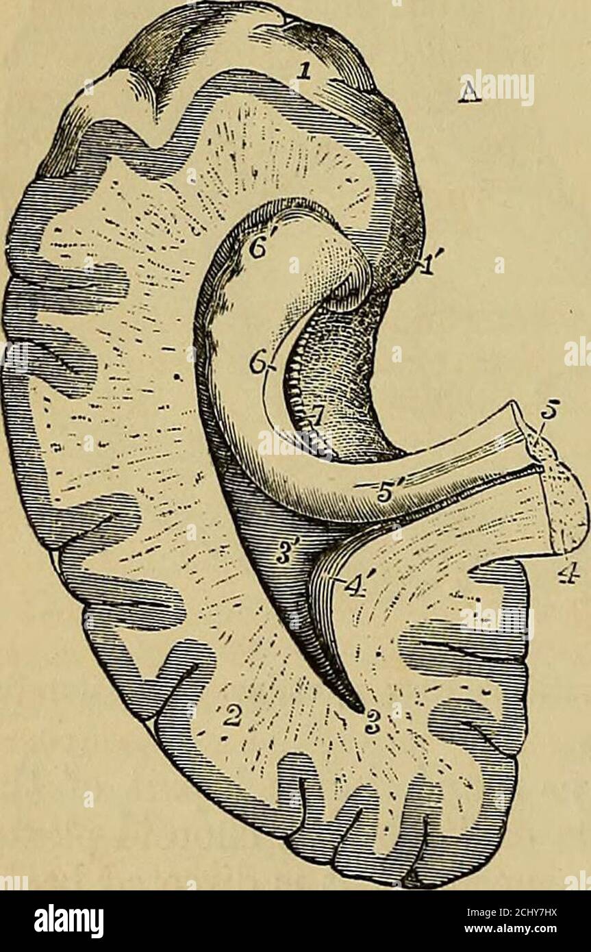. Quain's elements of anatomy . of the descending cornu, of the ...