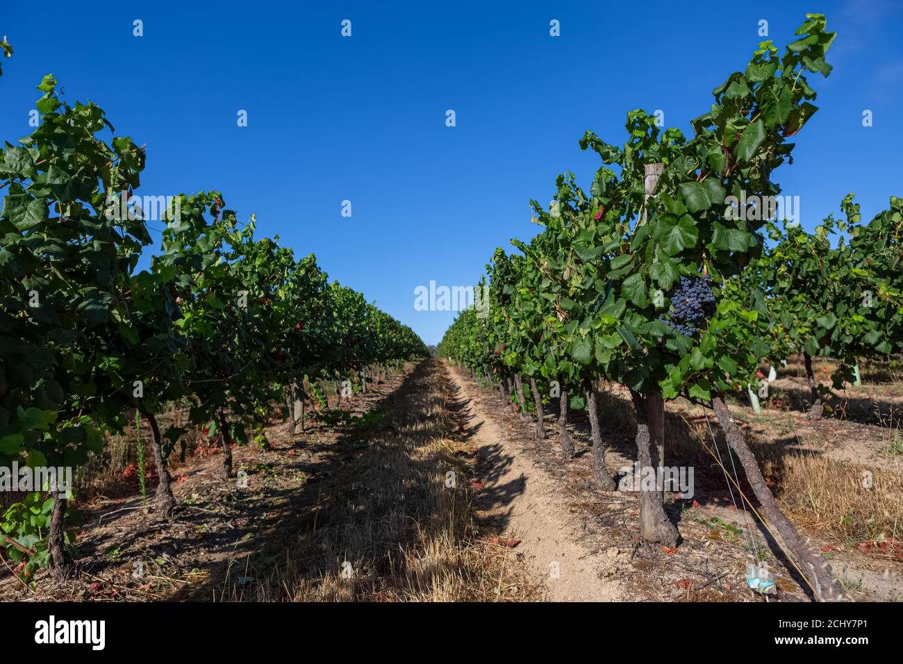 View of a farm, agricultural fields with vineyards, typically ...