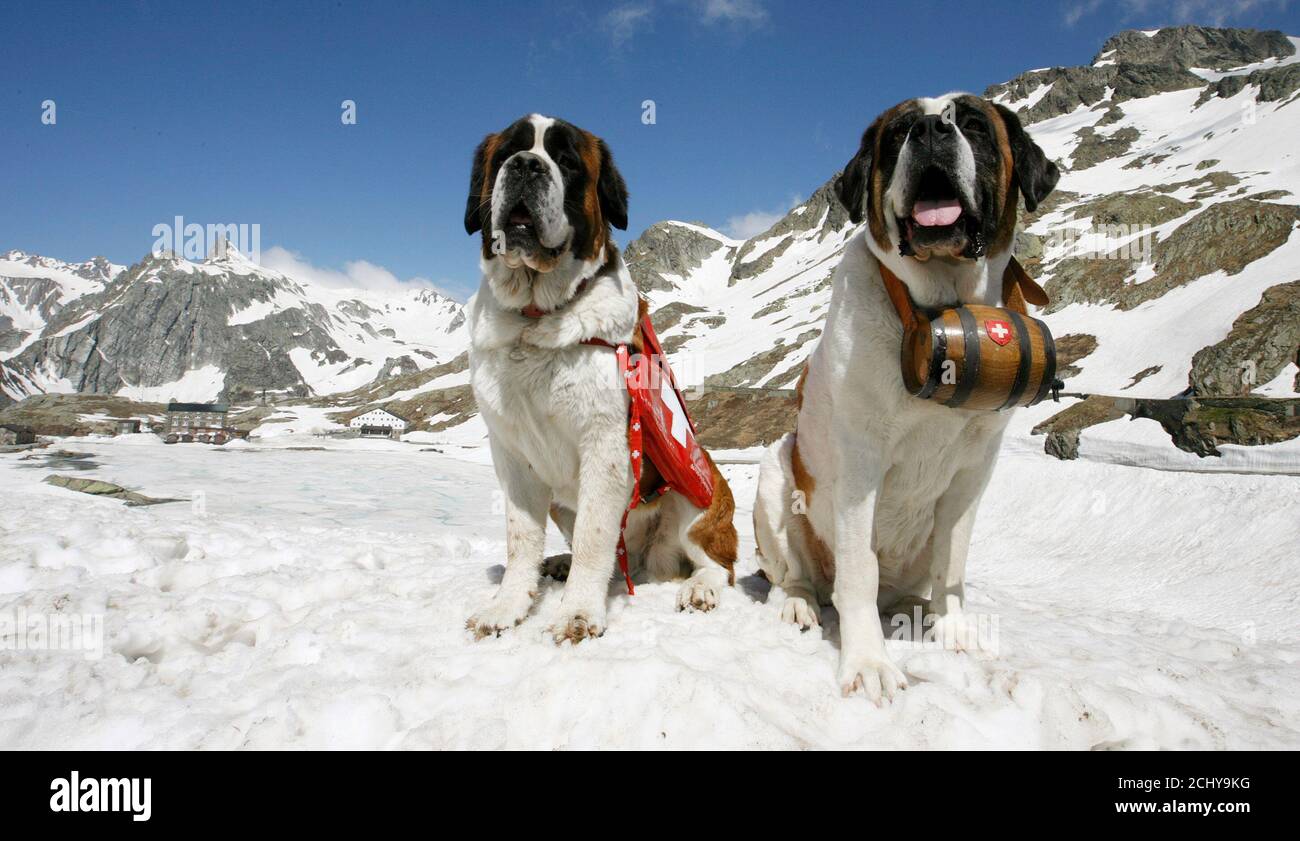 Saint bernard dogs in snow hi-res stock photography and images - Alamy