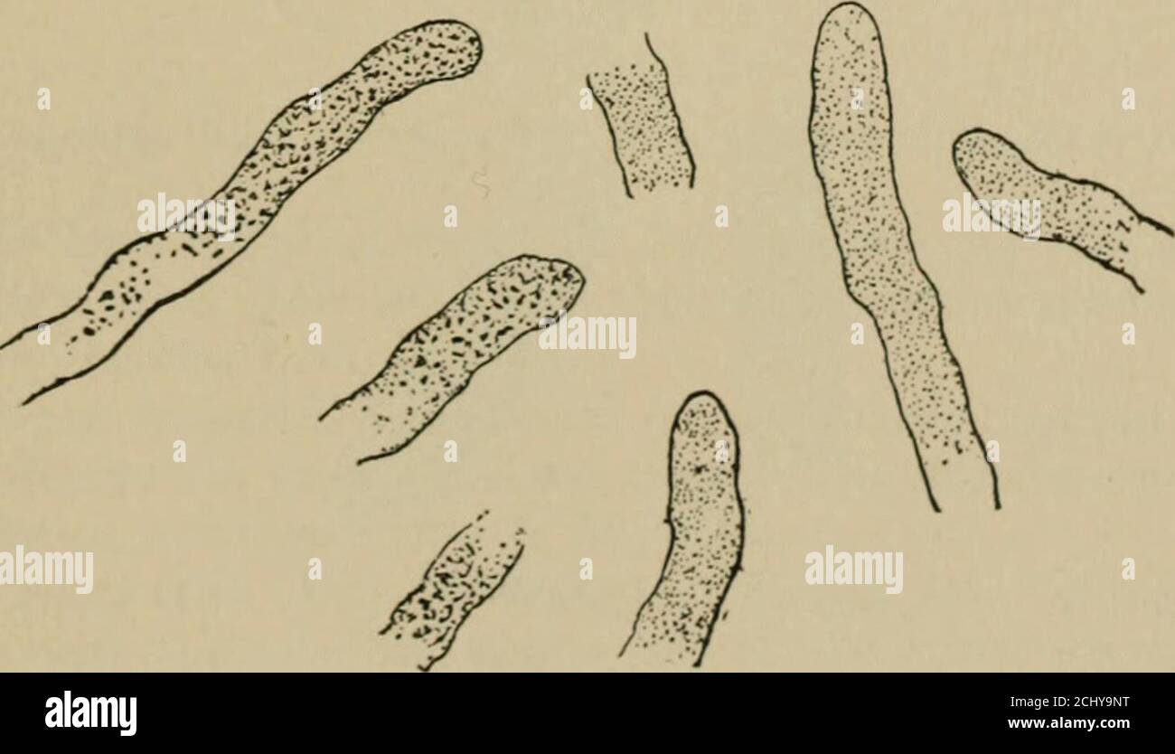 . A manual of clinical diagnosis by means of microscopical and chemical ...