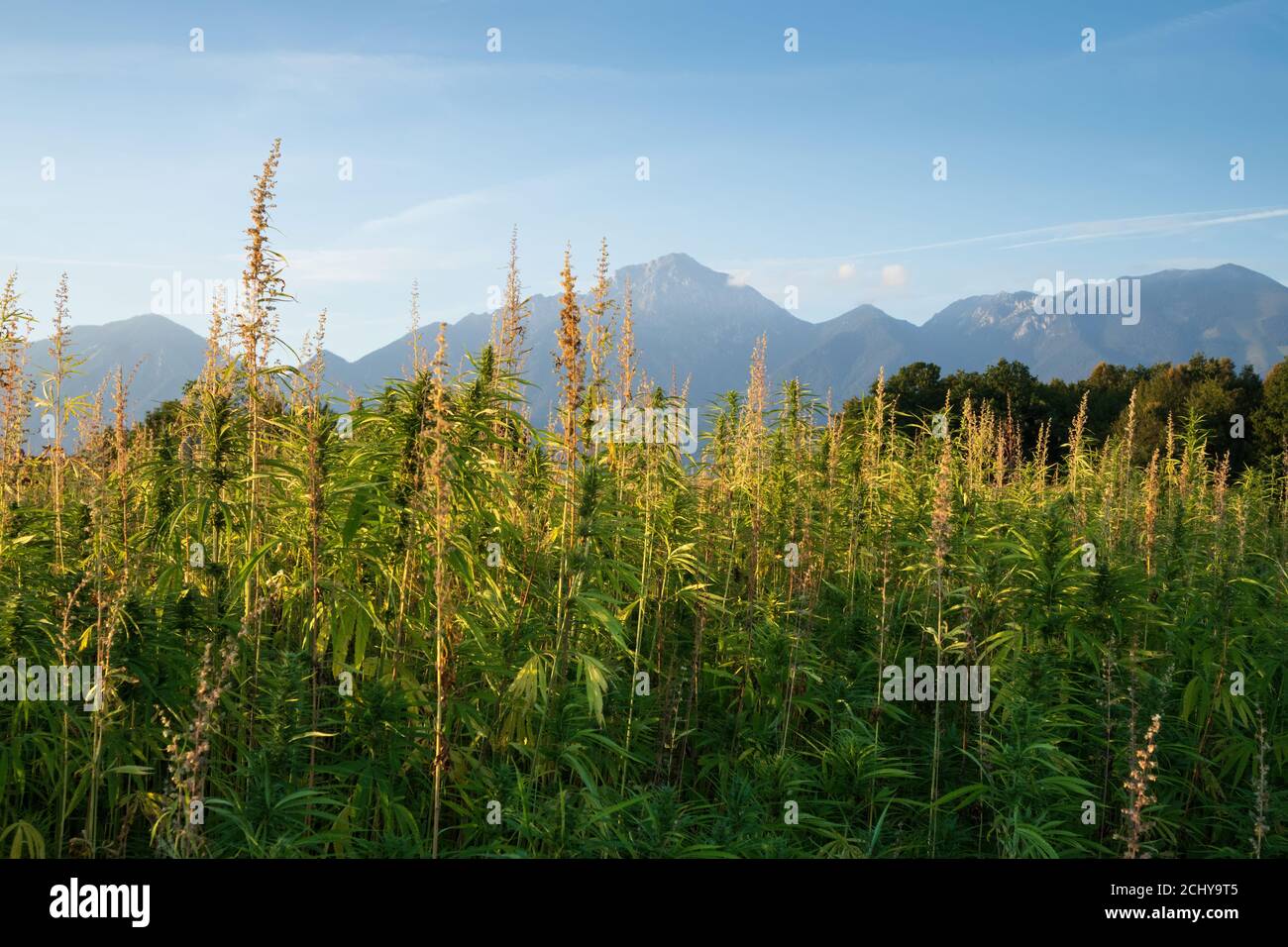 Hemp or Marijuana plants growing on sunshine at farm field Stock Photo ...