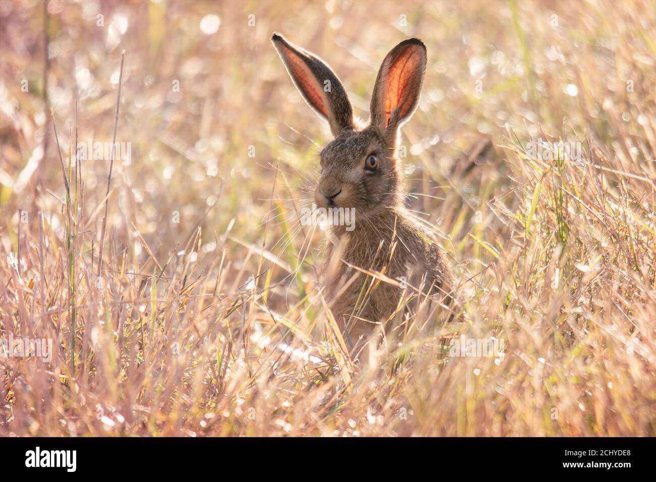 Brown hare european hare leveret hi-res stock photography and images ...