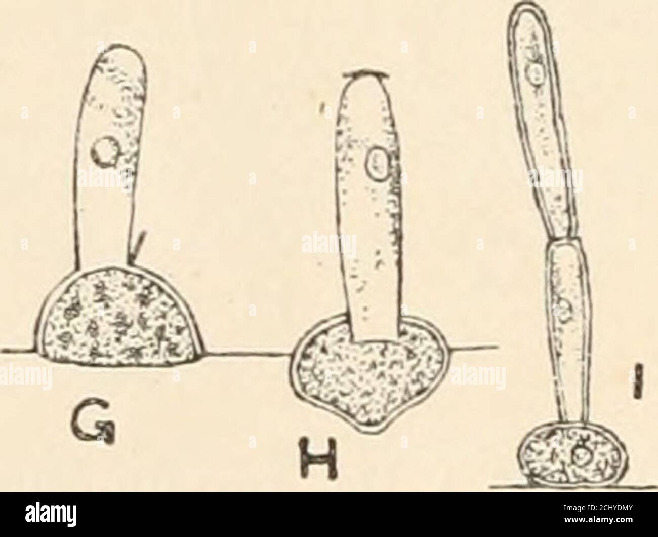. Algæ. Vol. I. Myxophyceæ, Peridinieæ, Bacillarieæ, Chlorophyceæ ...