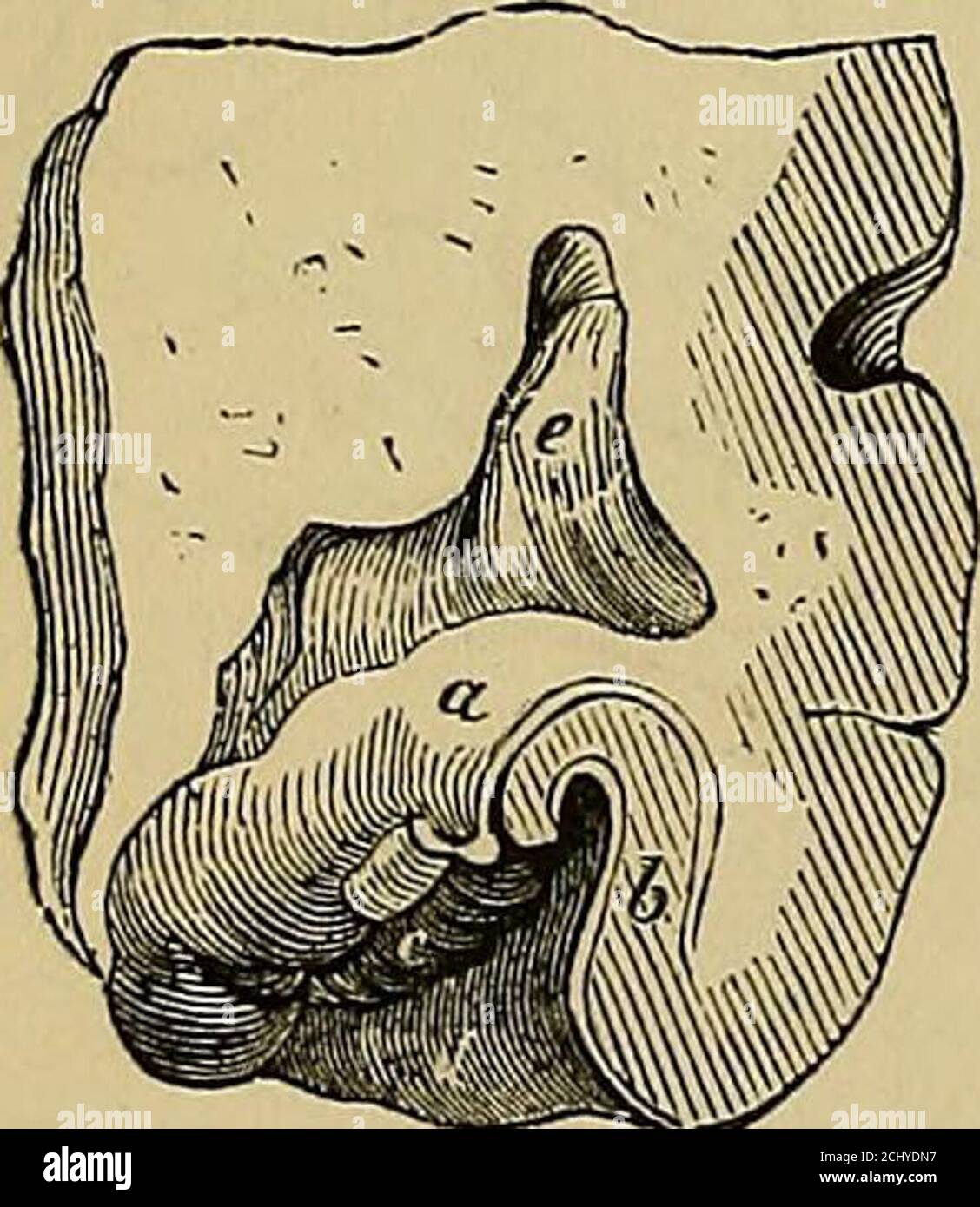 . Quain's elements of anatomy . Above are the hippocampal and calcarine ...