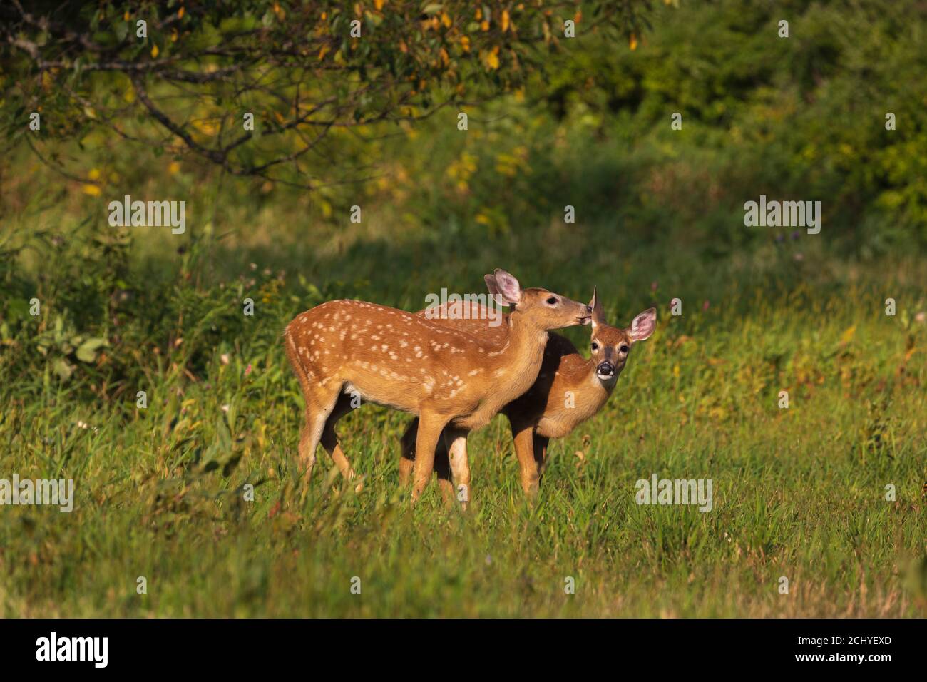 Two fawns in a meadow hi-res stock photography and images - Alamy