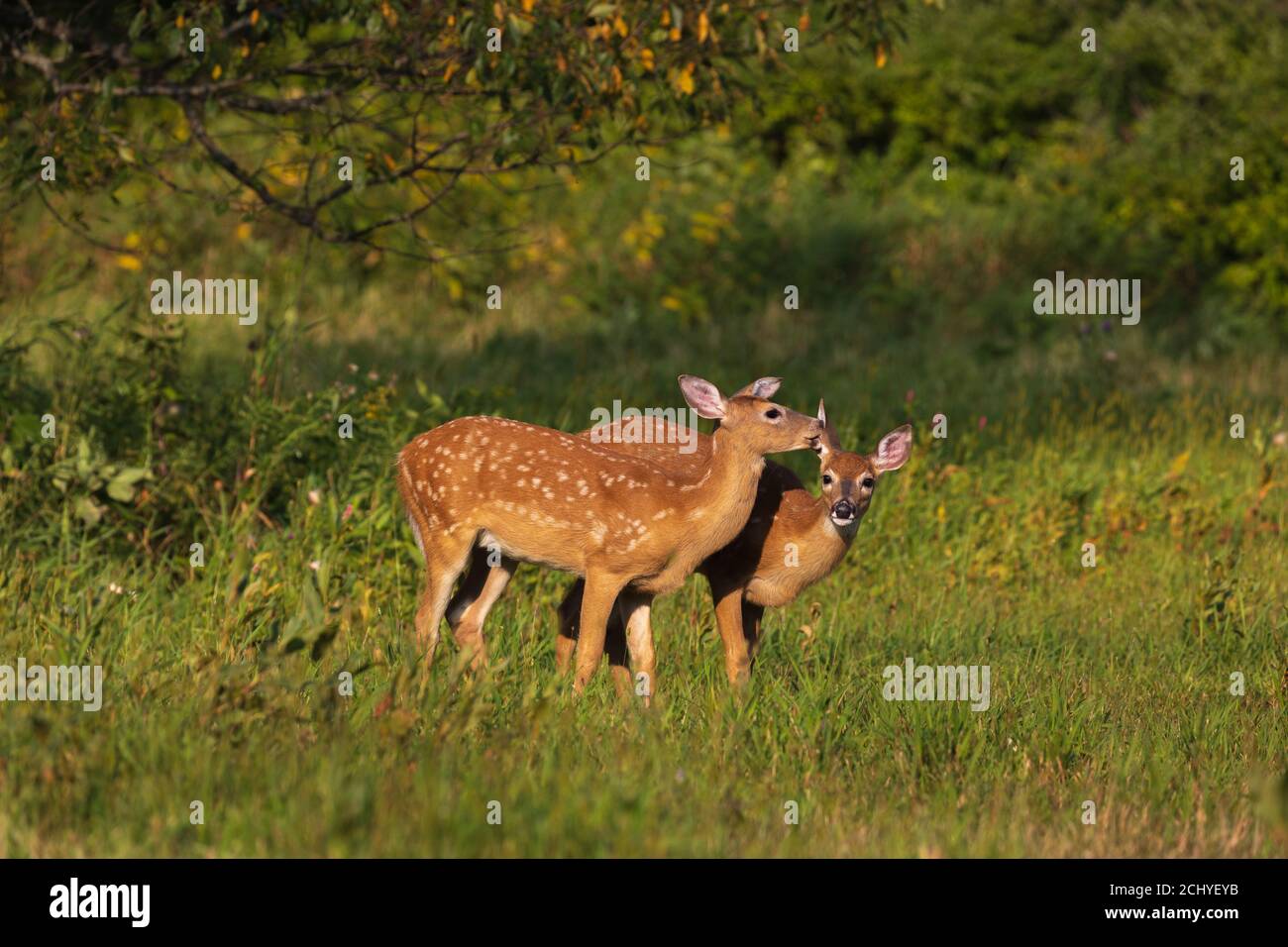 Two fawns in a northern Wisconsin field Stock Photo - Alamy