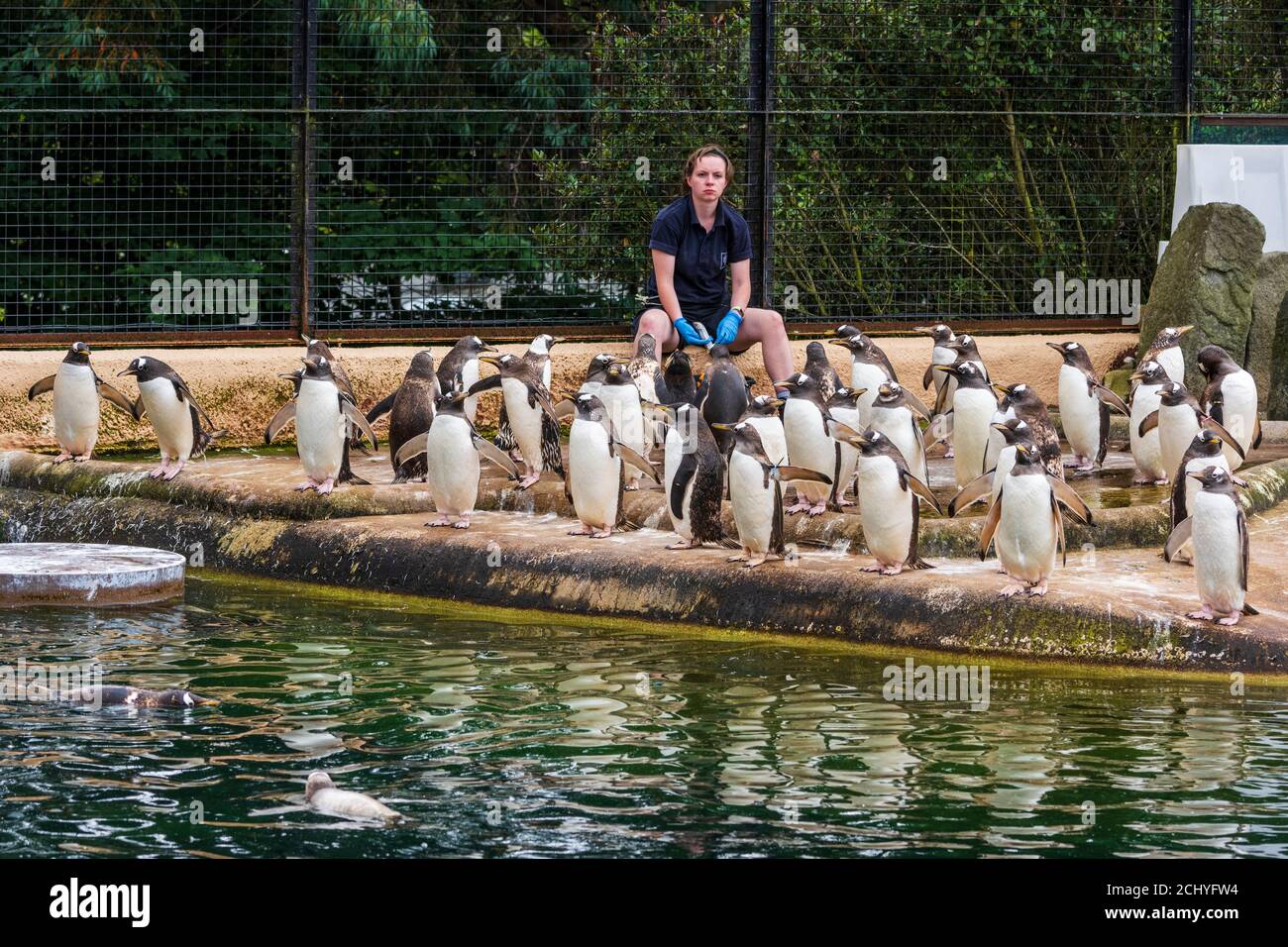 Feeding time for Gentoo penguins (pygoscelis papua) in penguin ...