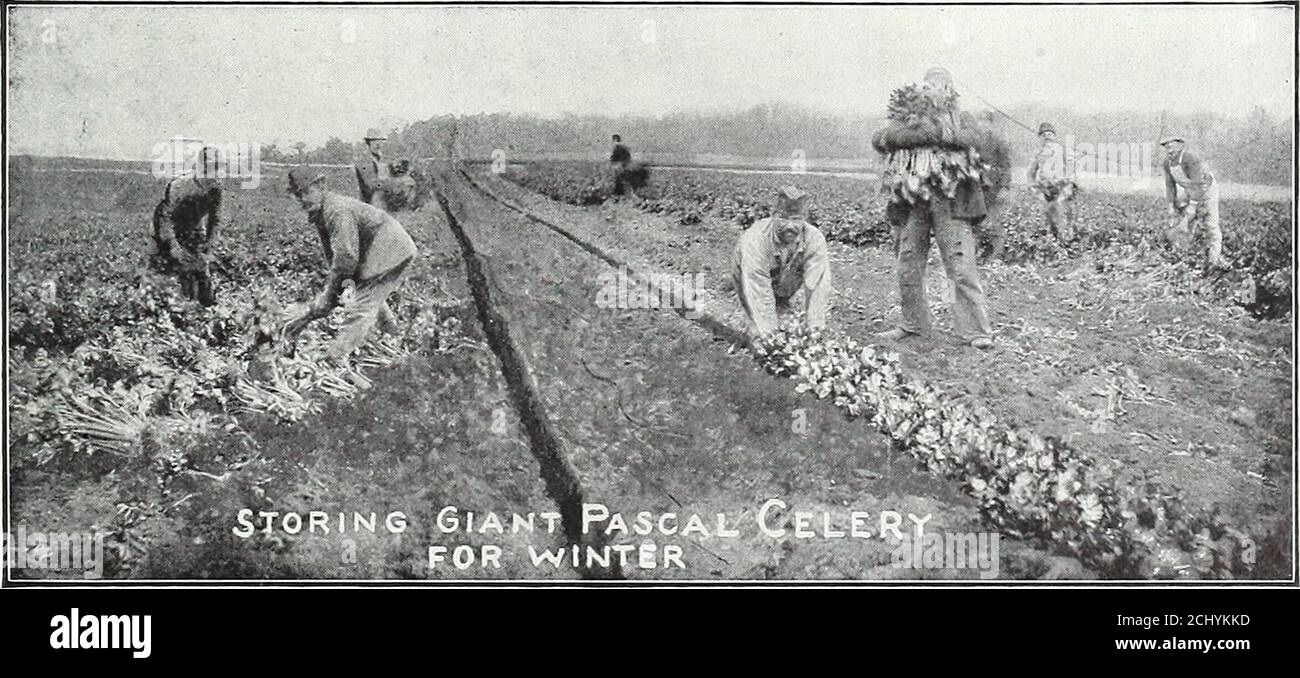 . Everything for the garden : 1906 . GIANT PASCAL CELERY. THIS is now ...