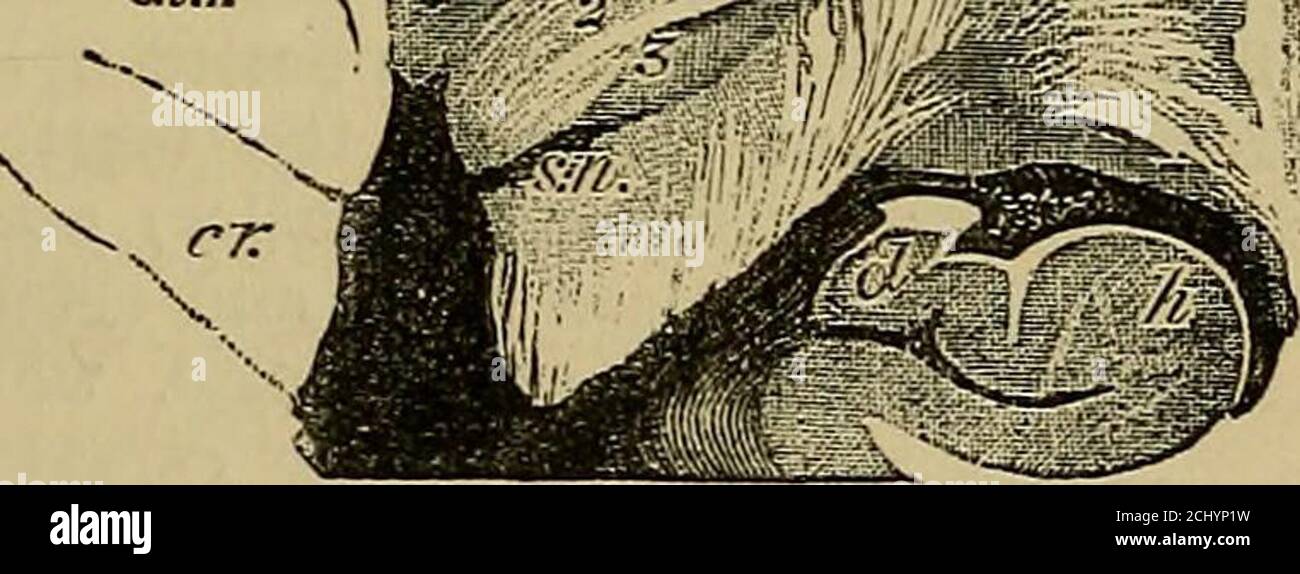 . Quain's elements of anatomy Stock Photo - Alamy