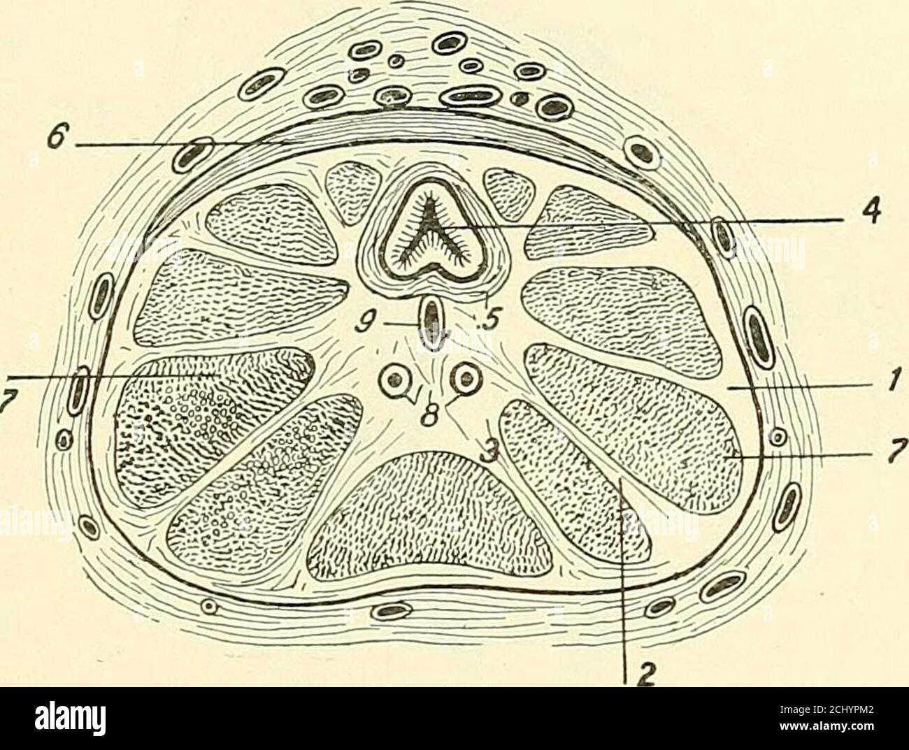. A manual of operative surgery . of the prostatic urethra, (3 ...