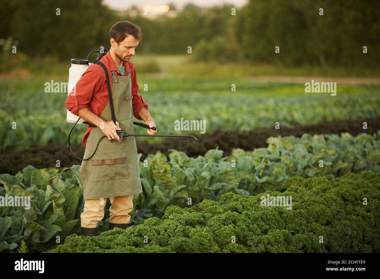 Portrait of male worker spraying crops and vegetables with fertilizer ...