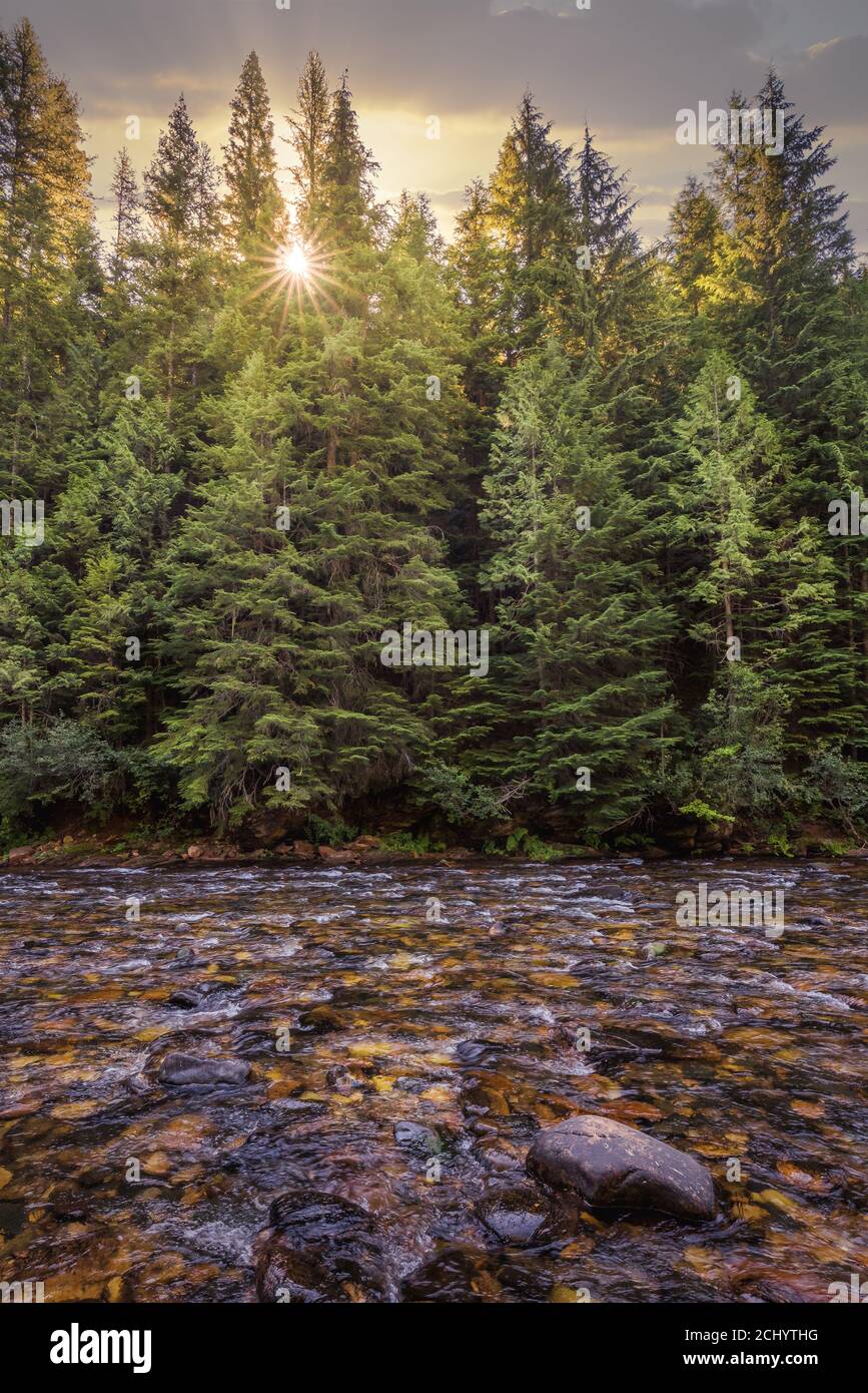 Vertical view of the mountain river in the forest with the rising sun ...