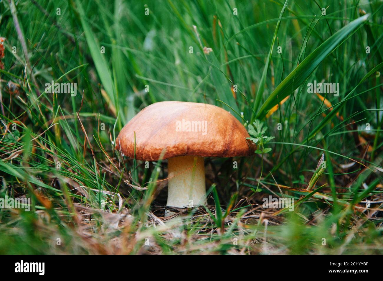 The edible fungi growing in a green grass Stock Photo - Alamy