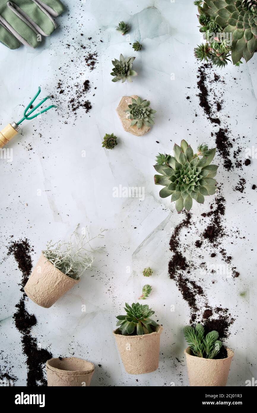 Planting sempervivum succulent plants, creative background in green ...