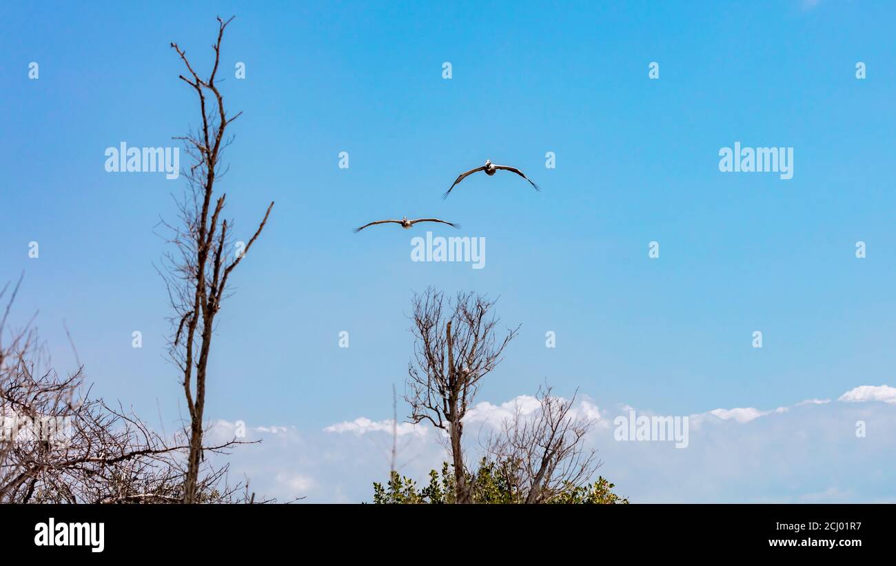 Two pelicans flying over trees, in the background blue sky with clouds ...