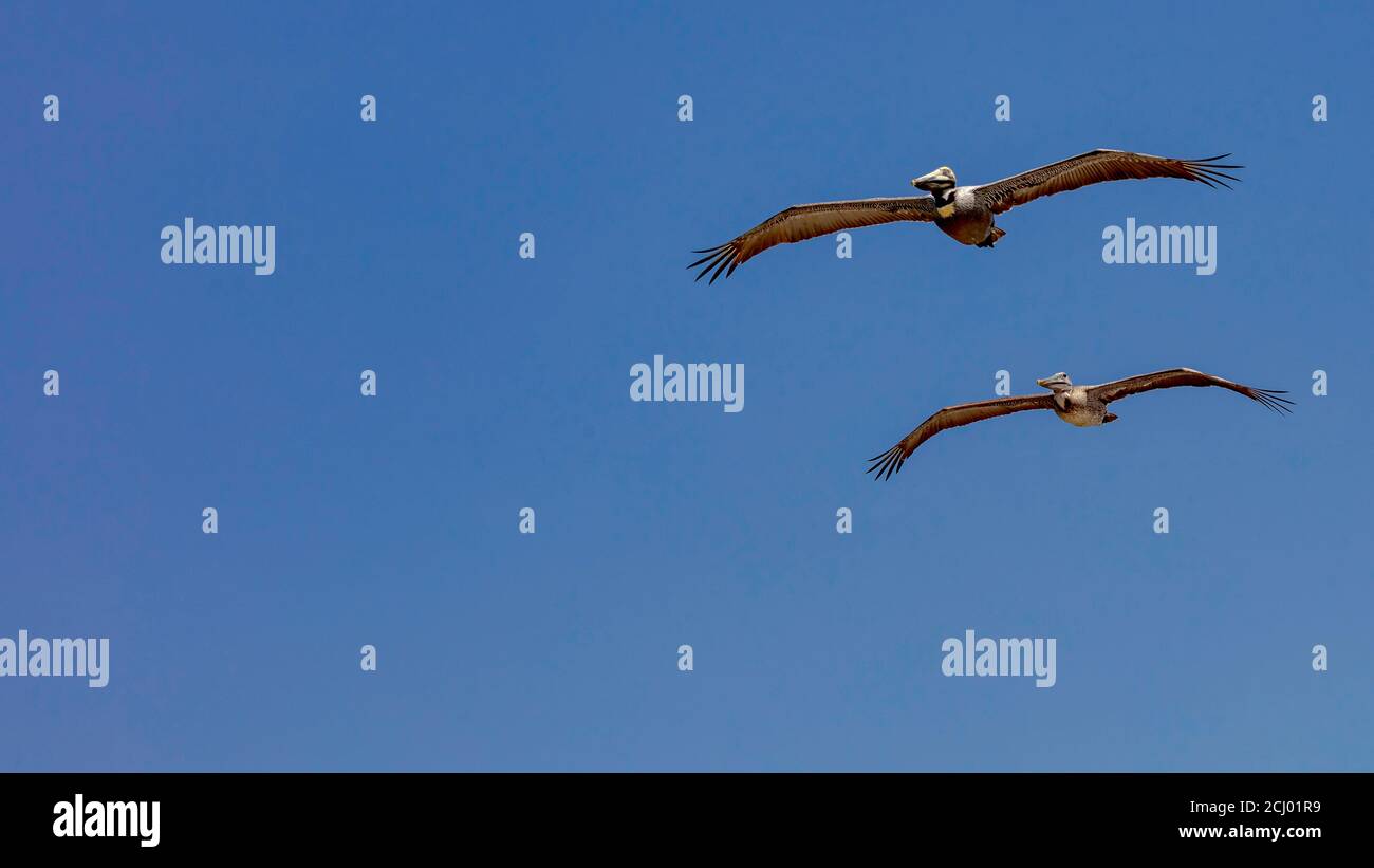 Two pelicans flying against blue sky, Sanibel Island, Florida, USA ...