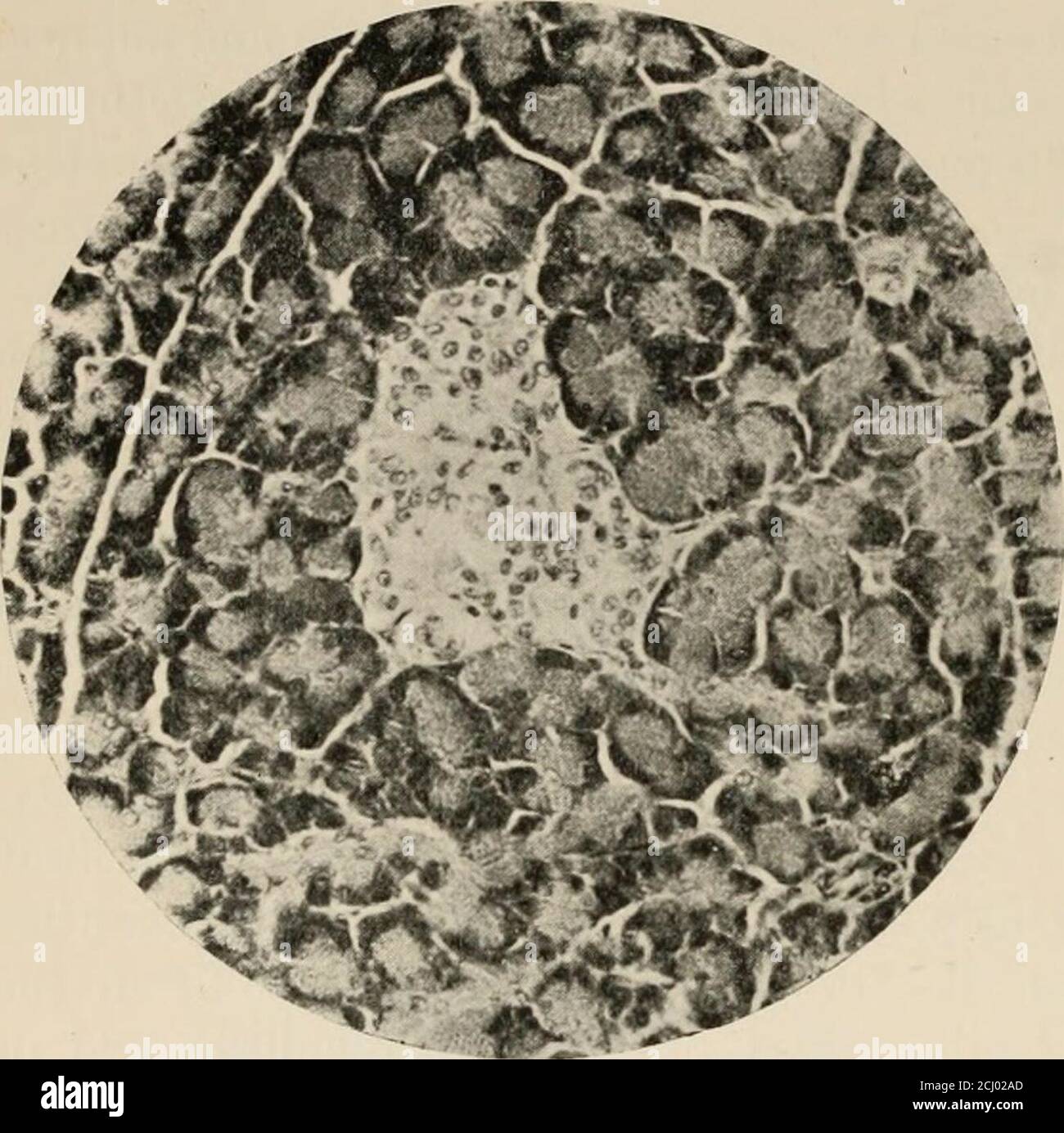 . The endocrine organs; an introduction to the study of internal ...