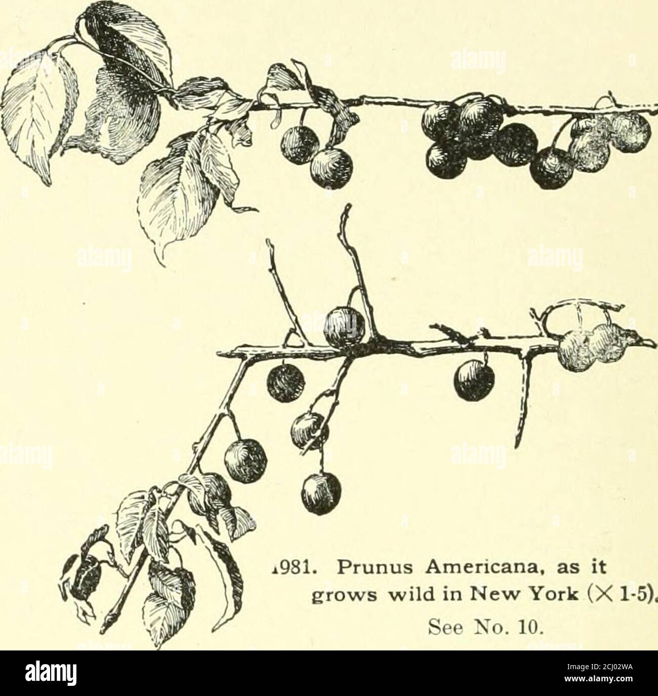 Prunus angustifolia hi-res stock photography and images - Alamy