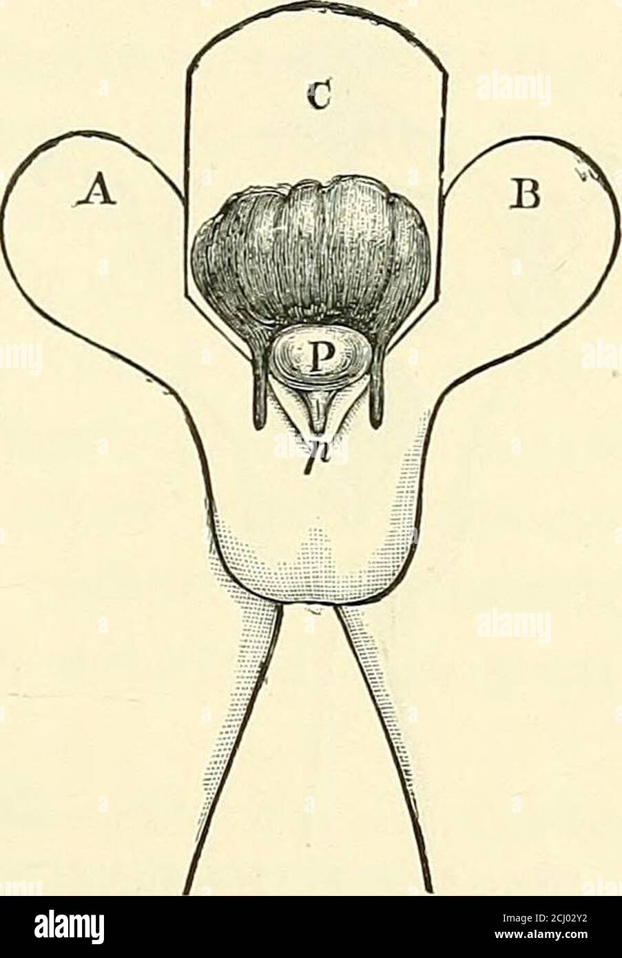 Peri Operative High Resolution Stock Photography and Images - Alamy