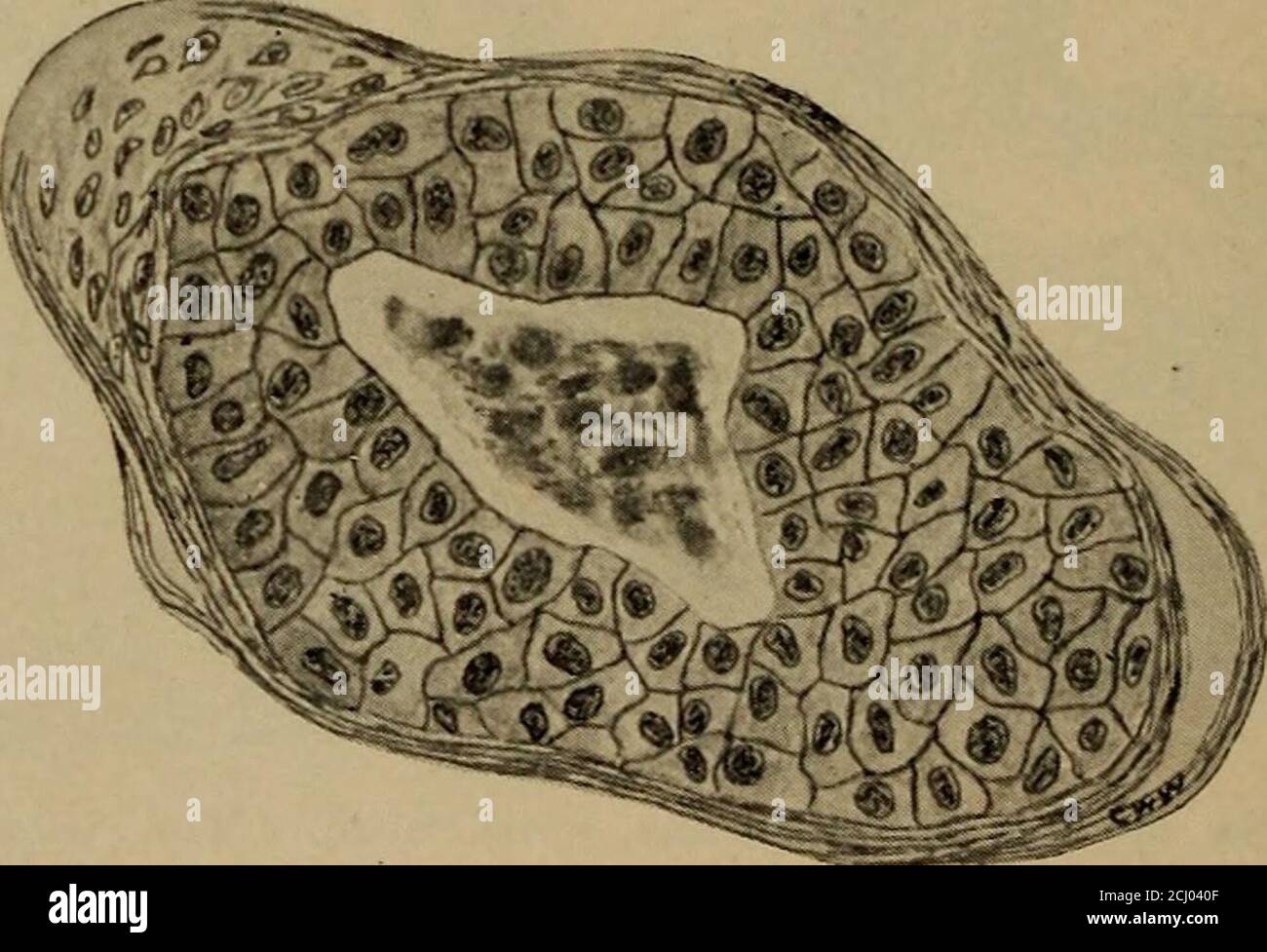 Finger like sections hi-res stock photography and images - Alamy