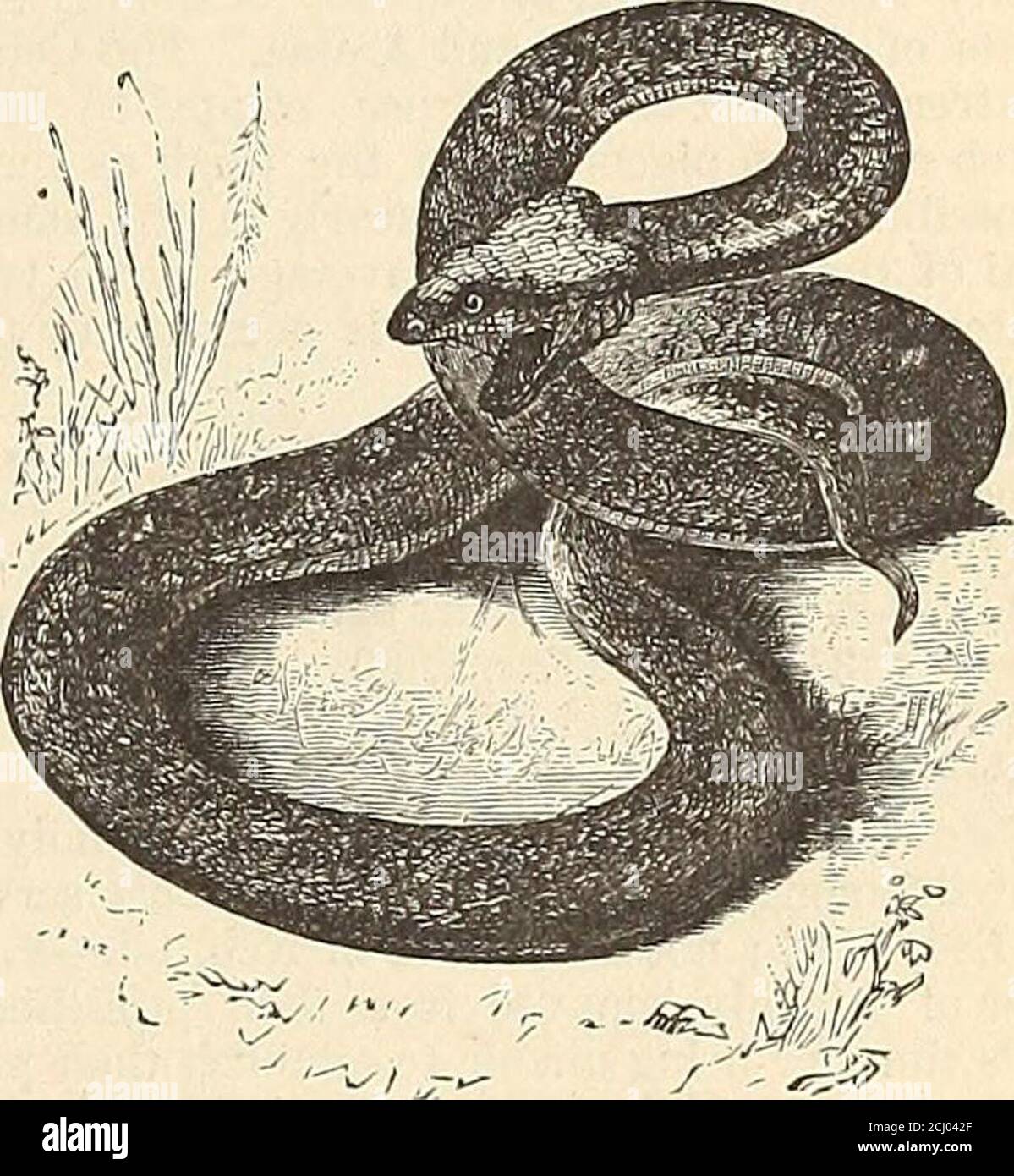 . A comprehensive dictionary of the Bible . Arab tribe. Addan (Heb ...