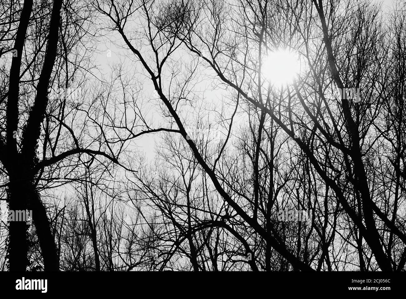 Beautiful grayscale shot of the sun shining through tree branches Stock ...