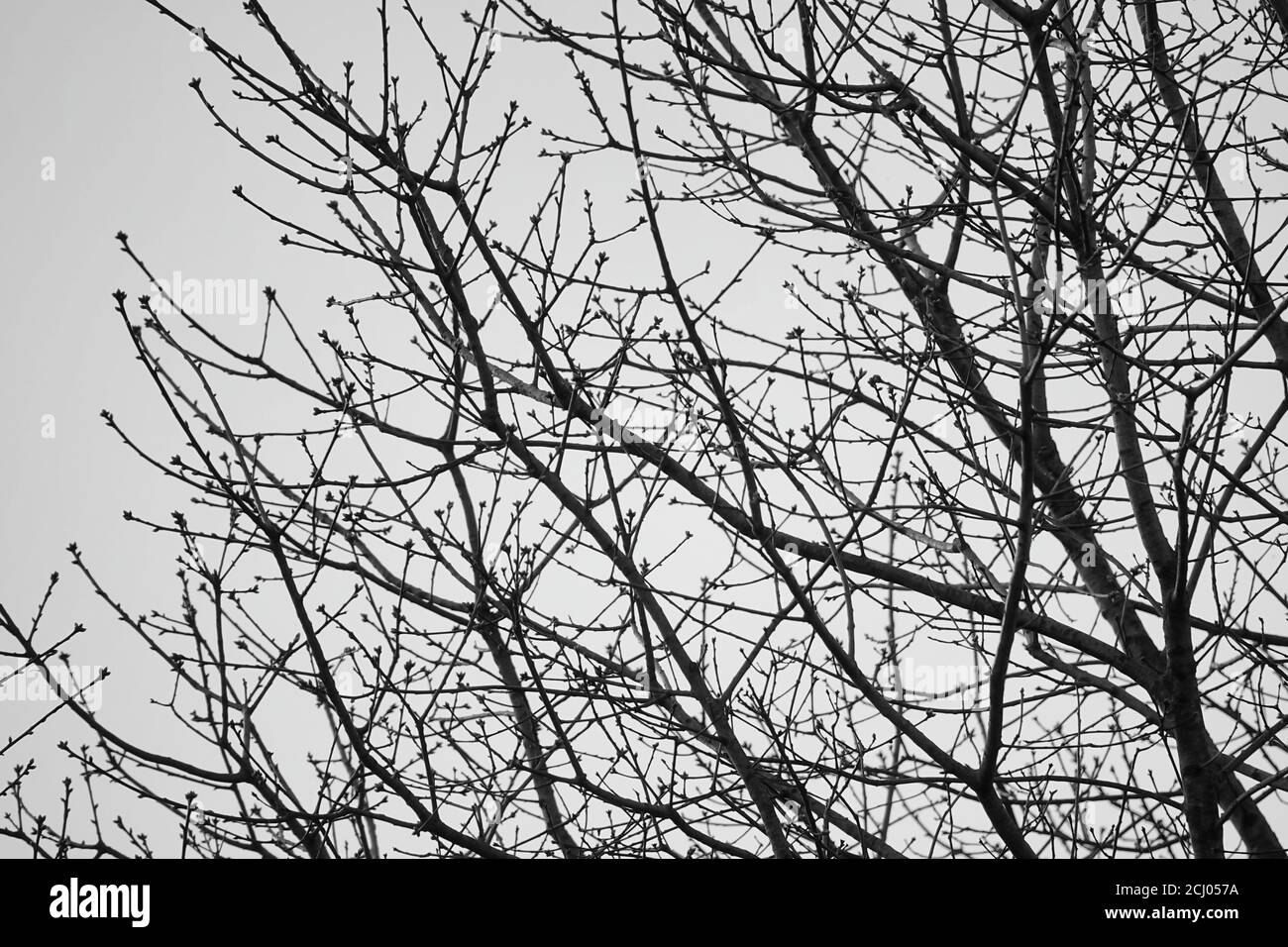 Grayscale shot of thin tree branches Stock Photo - Alamy