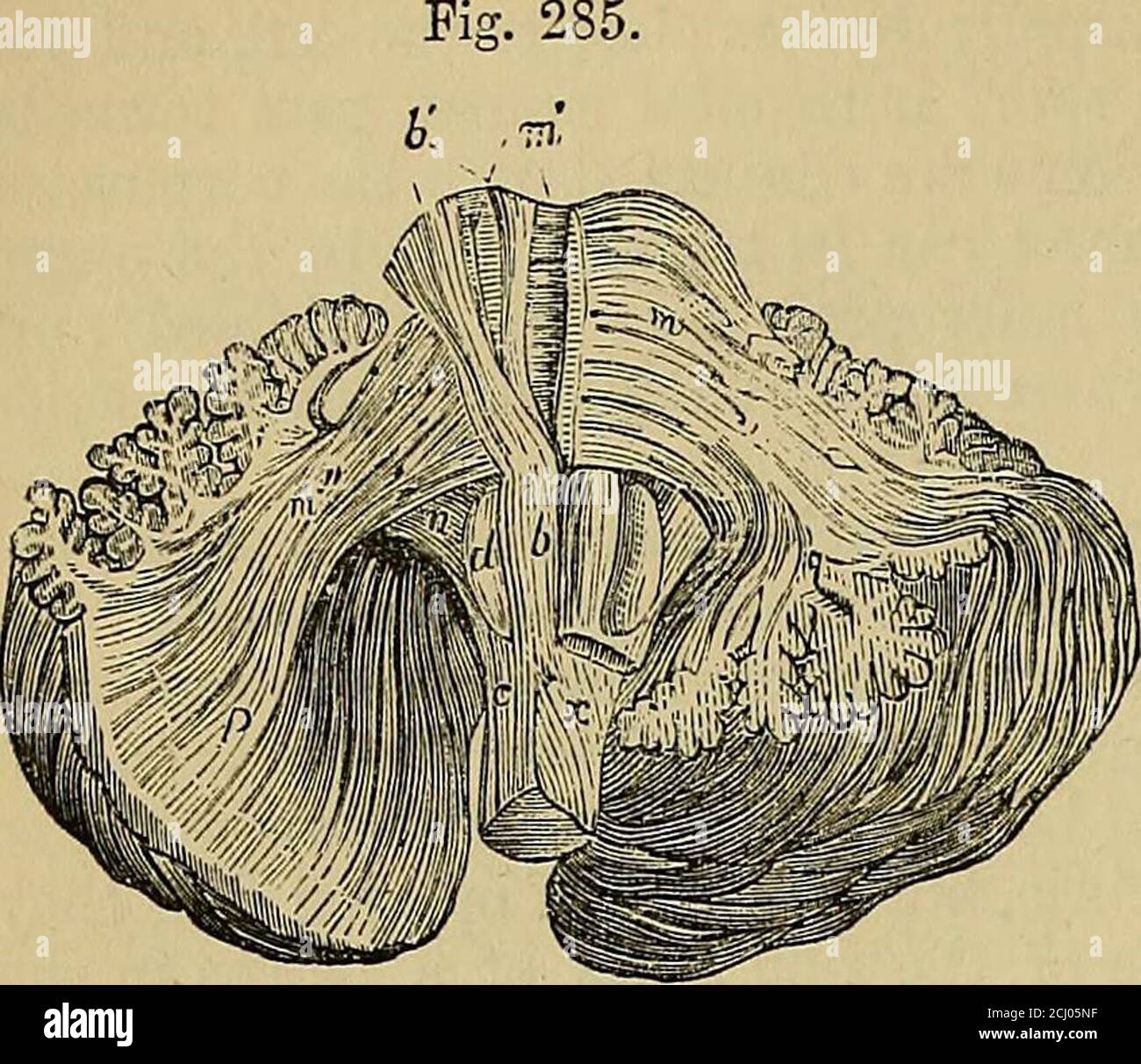 Medullary pyramid hi-res stock photography and images - Alamy
