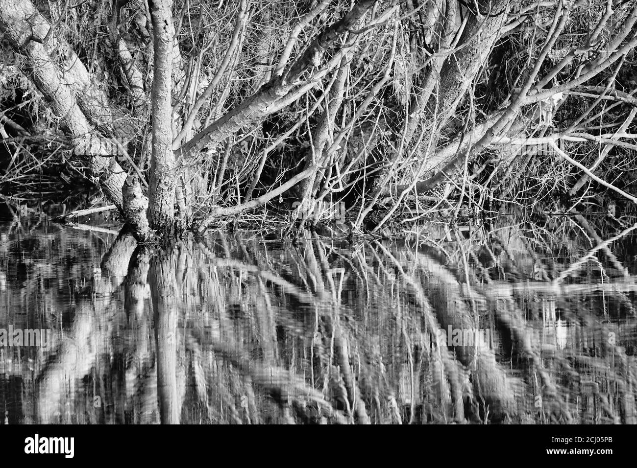 Landscape grass plants water lake Black and White Stock Photos & Images ...