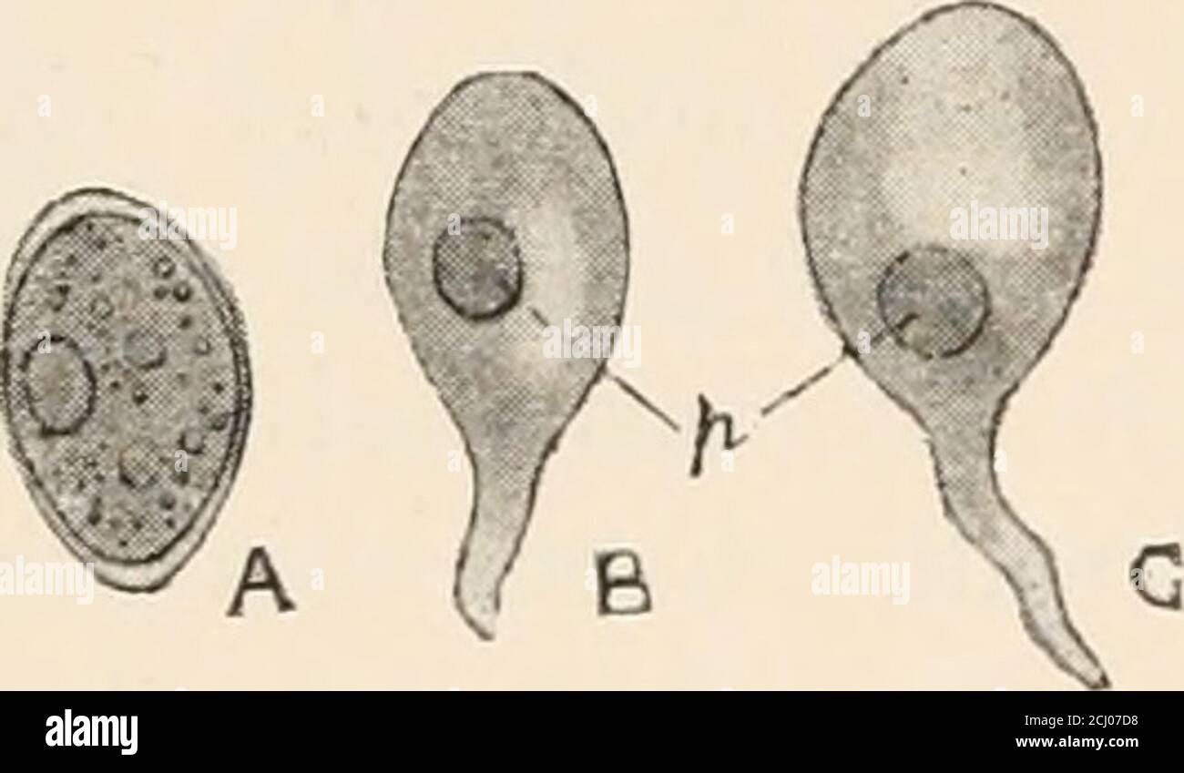 . Algæ. Vol. I. Myxophyceæ, Peridinieæ, Bacillarieæ, Chlorophyceæ ...