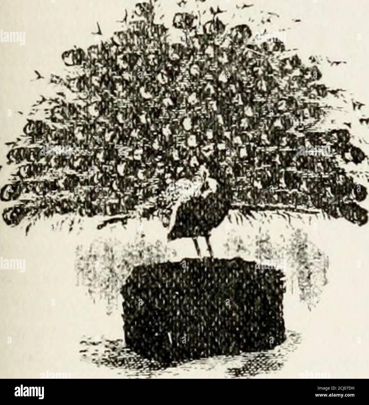 John r farr hi-res stock photography and images - Alamy