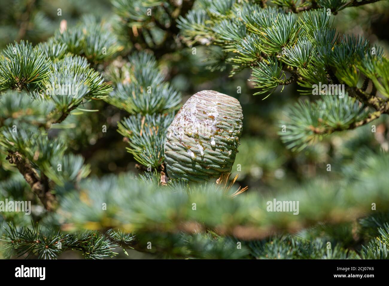 Close up of cones on an Atlas Cedar (cedrus atlantica) tree Stock Photo ...