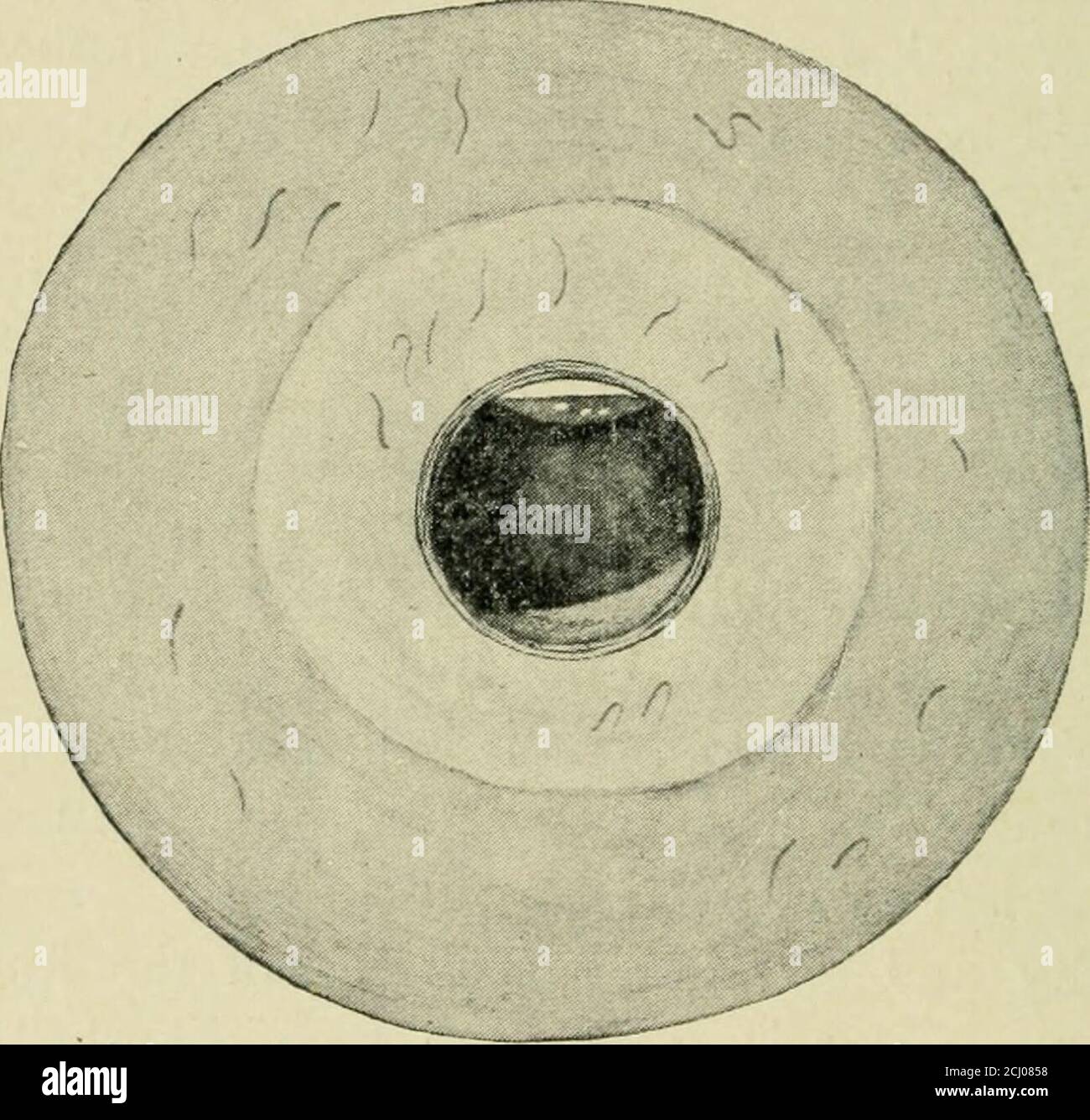 Aquatic bacteria microscope hi-res stock photography and images - Alamy