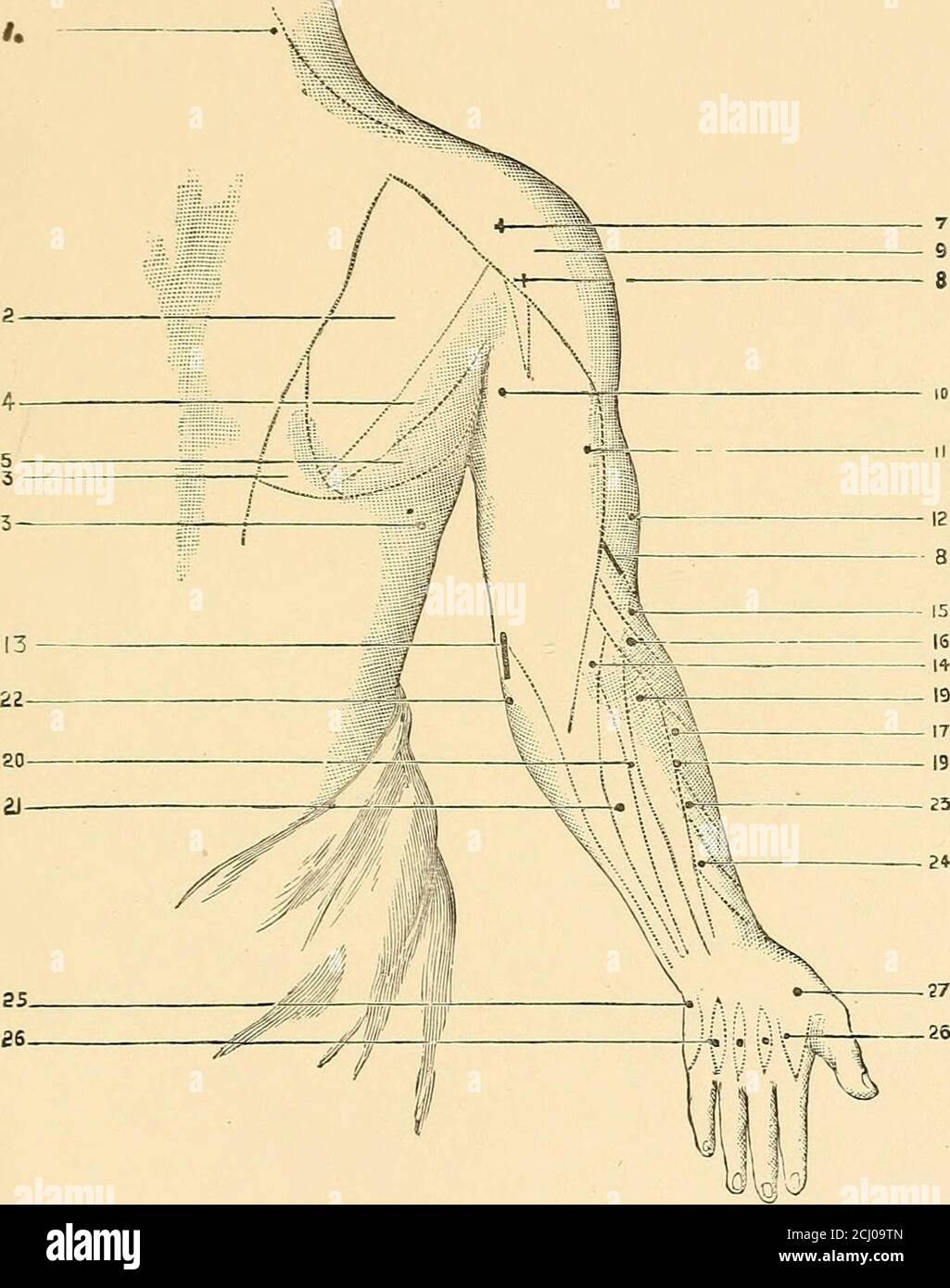Anconeus And Supinator