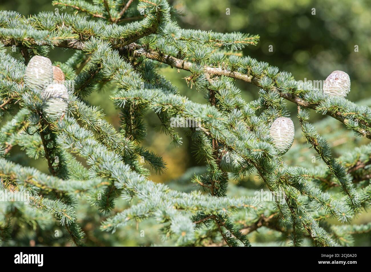 Close up of cones on an Atlas Cedar (cedrus atlantica) tree Stock Photo ...