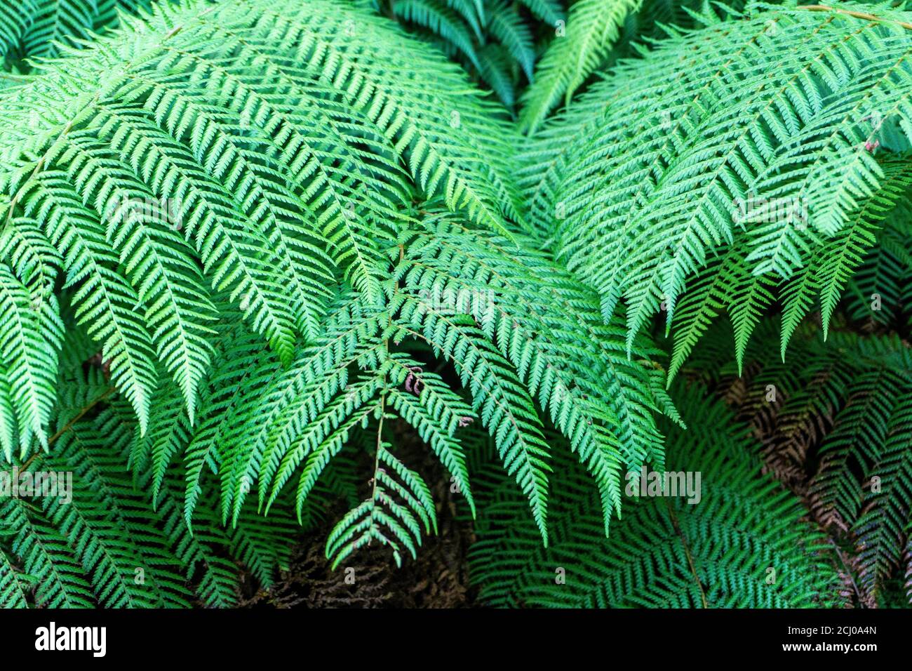 Silver ferns hi-res stock photography and images - Alamy