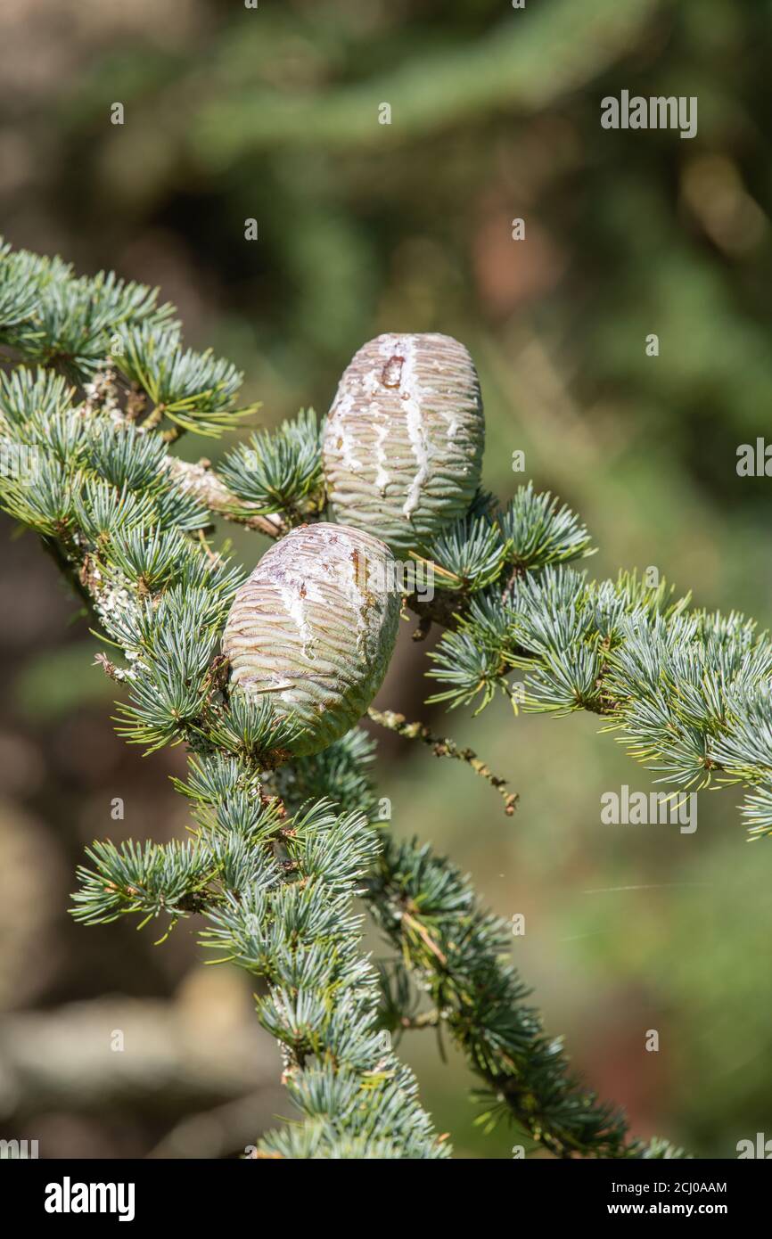 Close up of cones on an Atlas Cedar (cedrus atlantica) tree Stock Photo ...