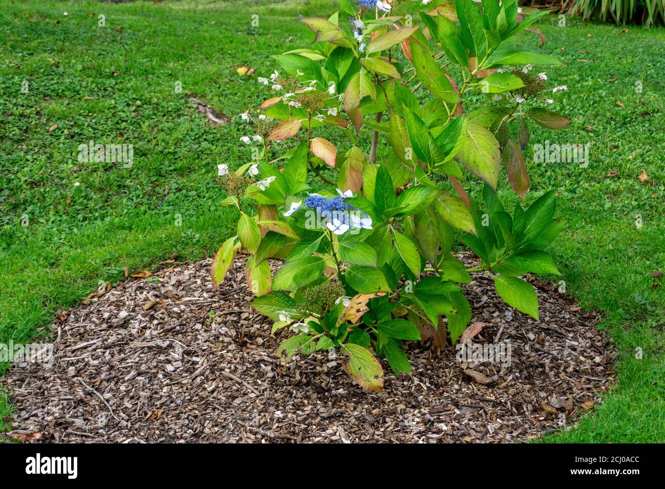 Acid soil hi-res stock photography and images - Alamy